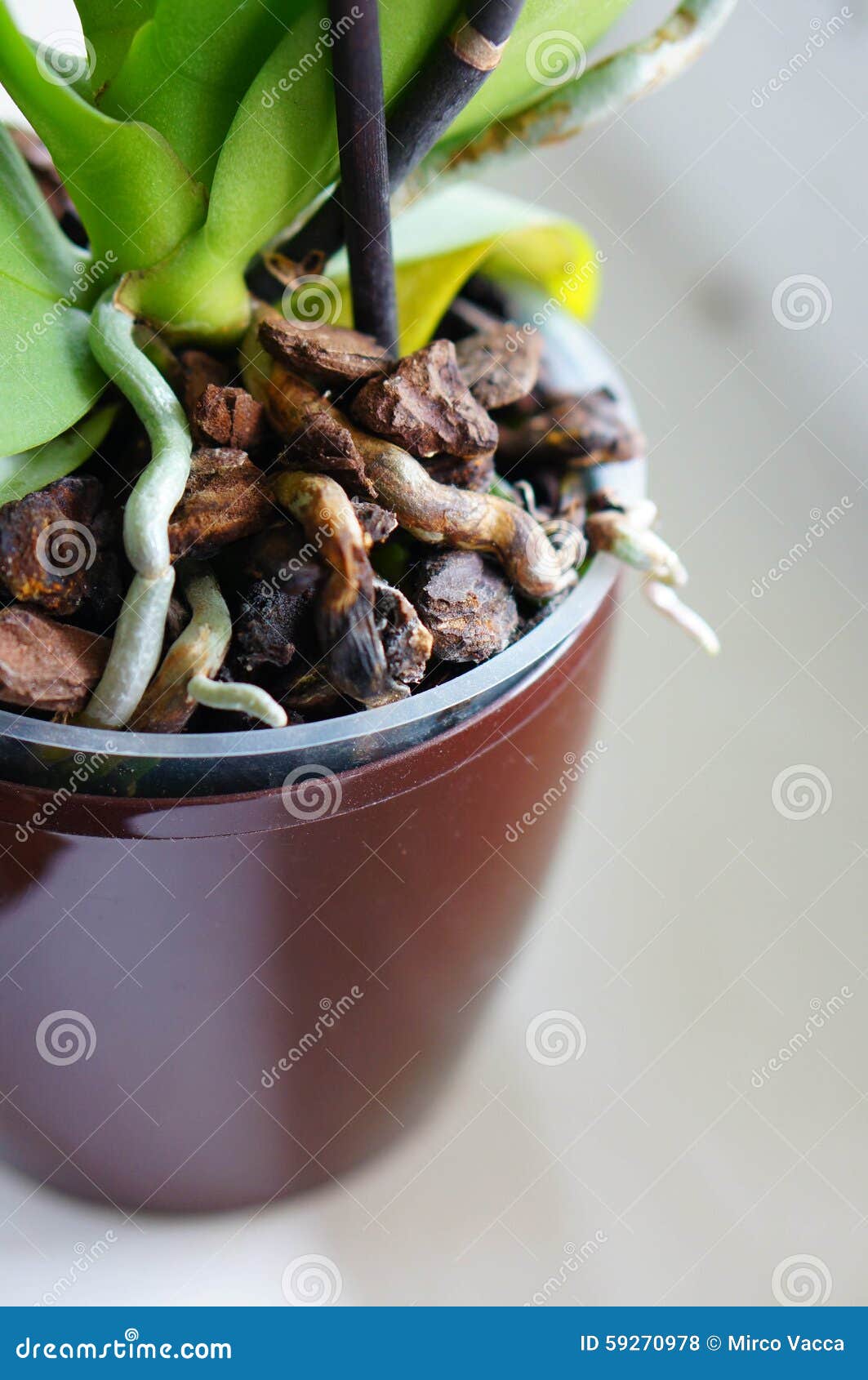 Flower roots stock photo. Image of close, roots, flowerpot - 59270978