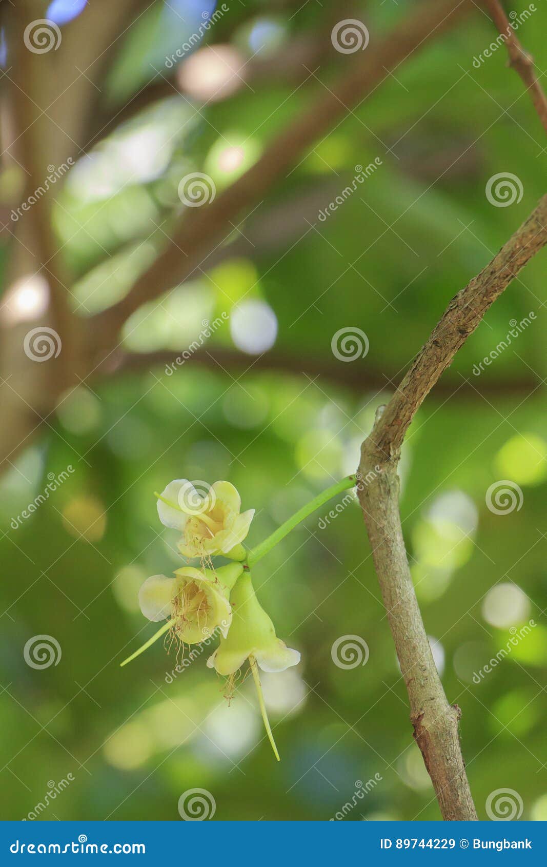 Flower of rose apple stock image. Image of field, green - 89744229