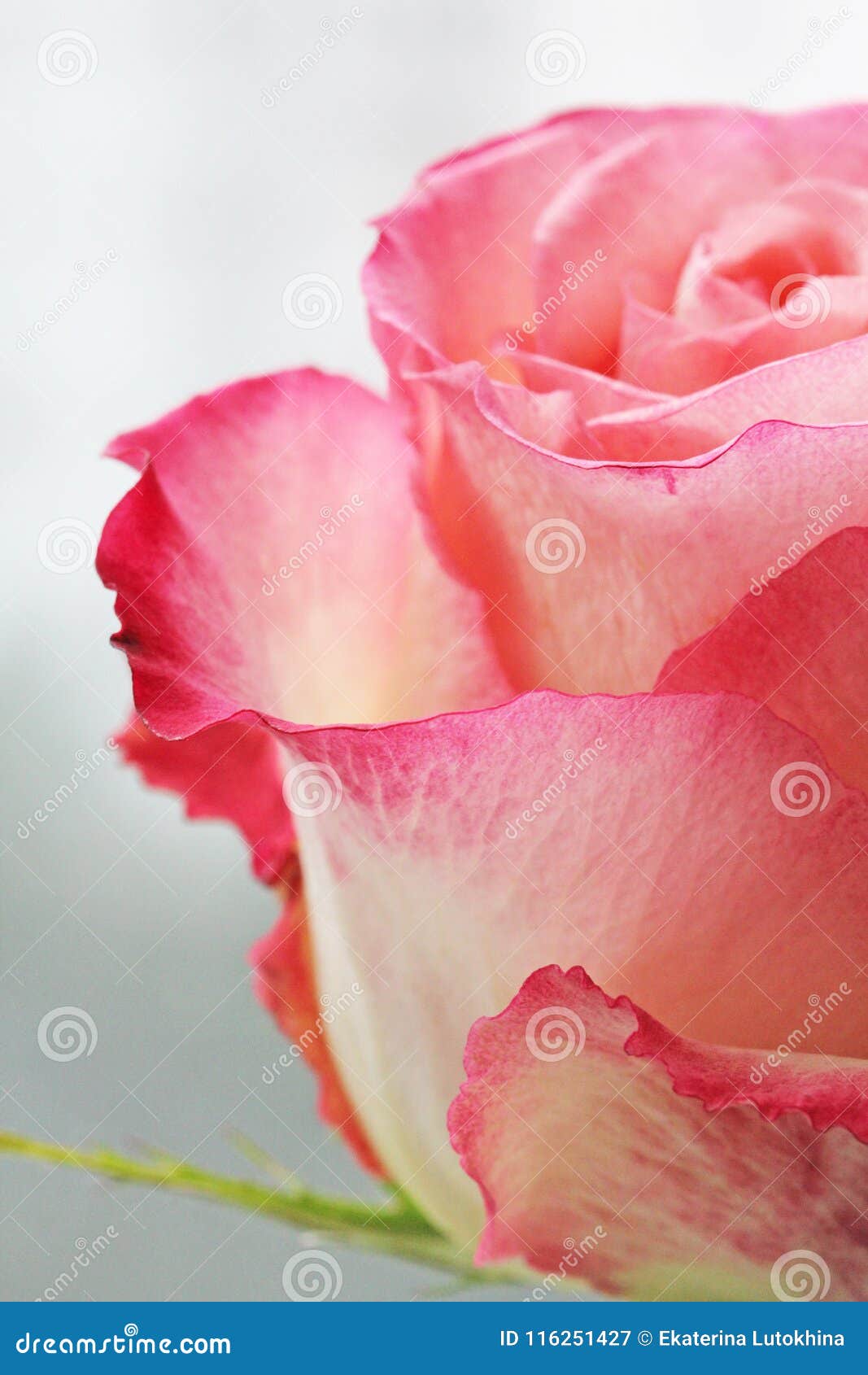 Flower of rose close-up stock image. Image of light - 116251427