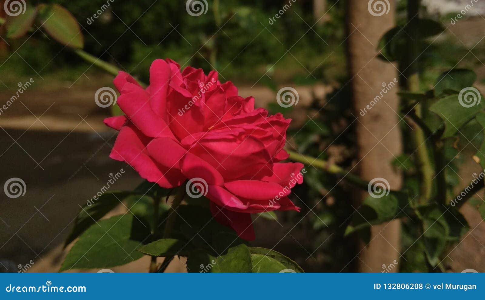 Rose Flower Roja Stock Images - Download 119 Royalty Free Photos