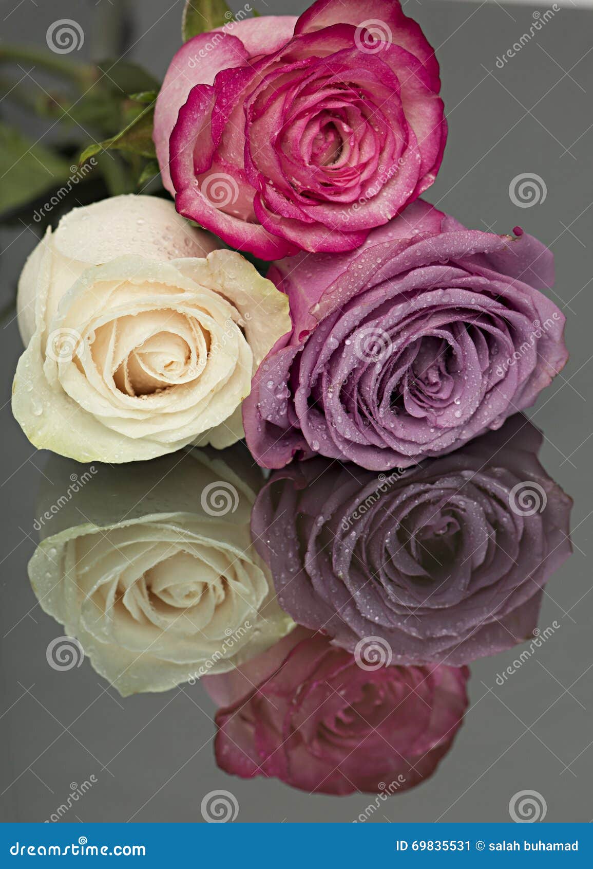 Flower stock image. Image of flwoer, reflection, rose - 69835531