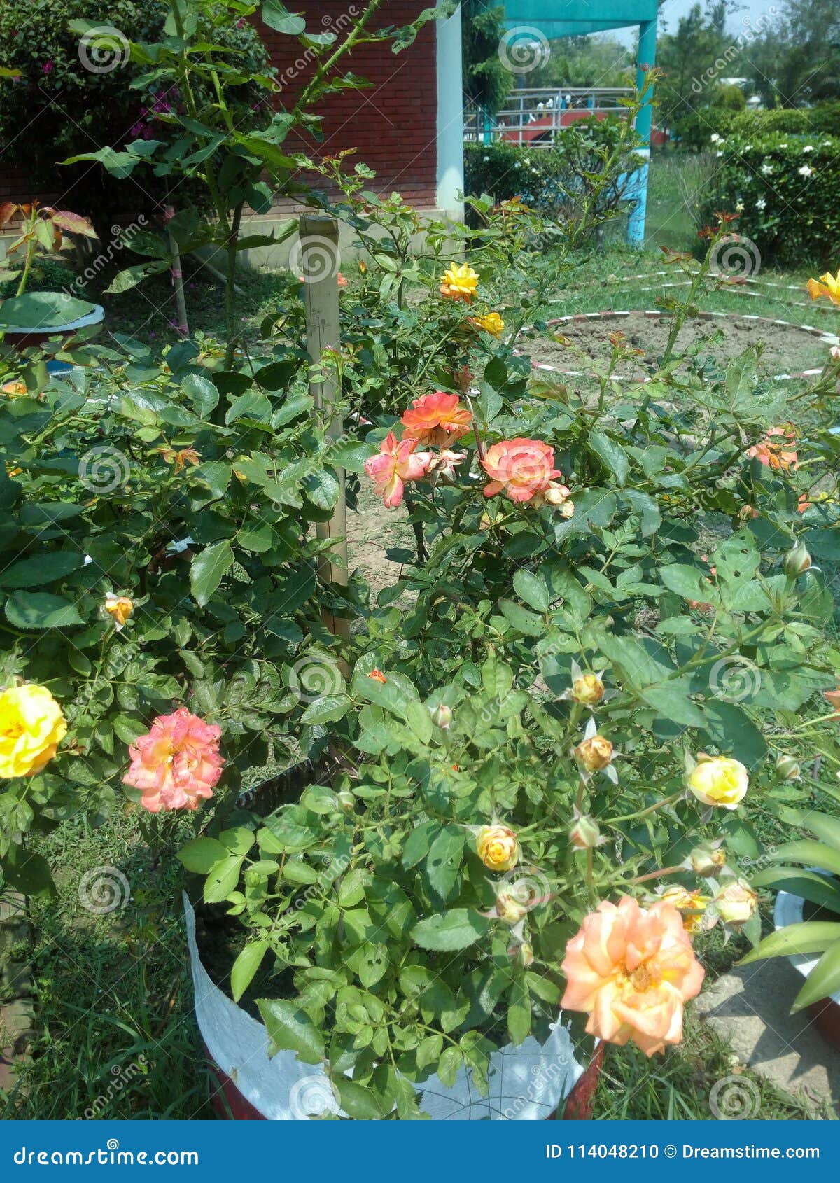 Flower stock photo. Image of flower, yellow, gulap, rose - 114048210