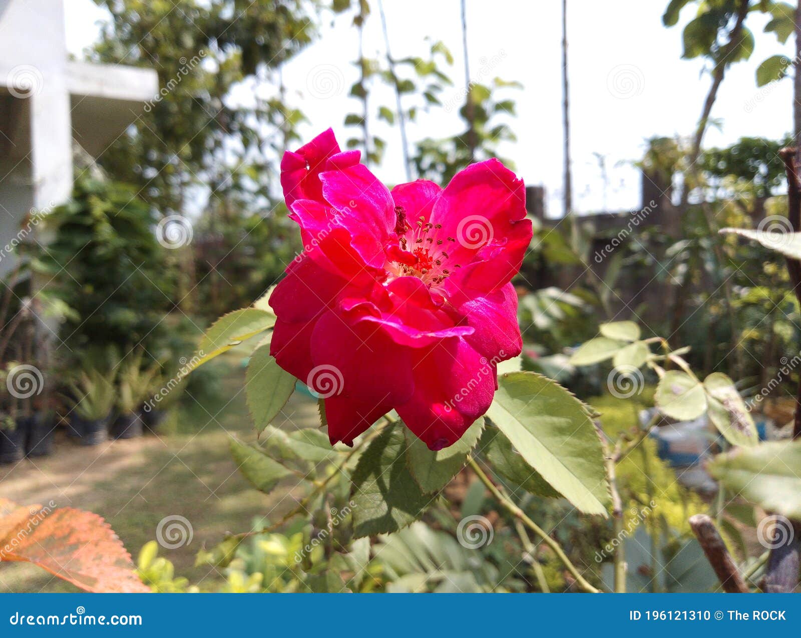 Flower of rose in India stock photo. Image of beutifull - 196121310