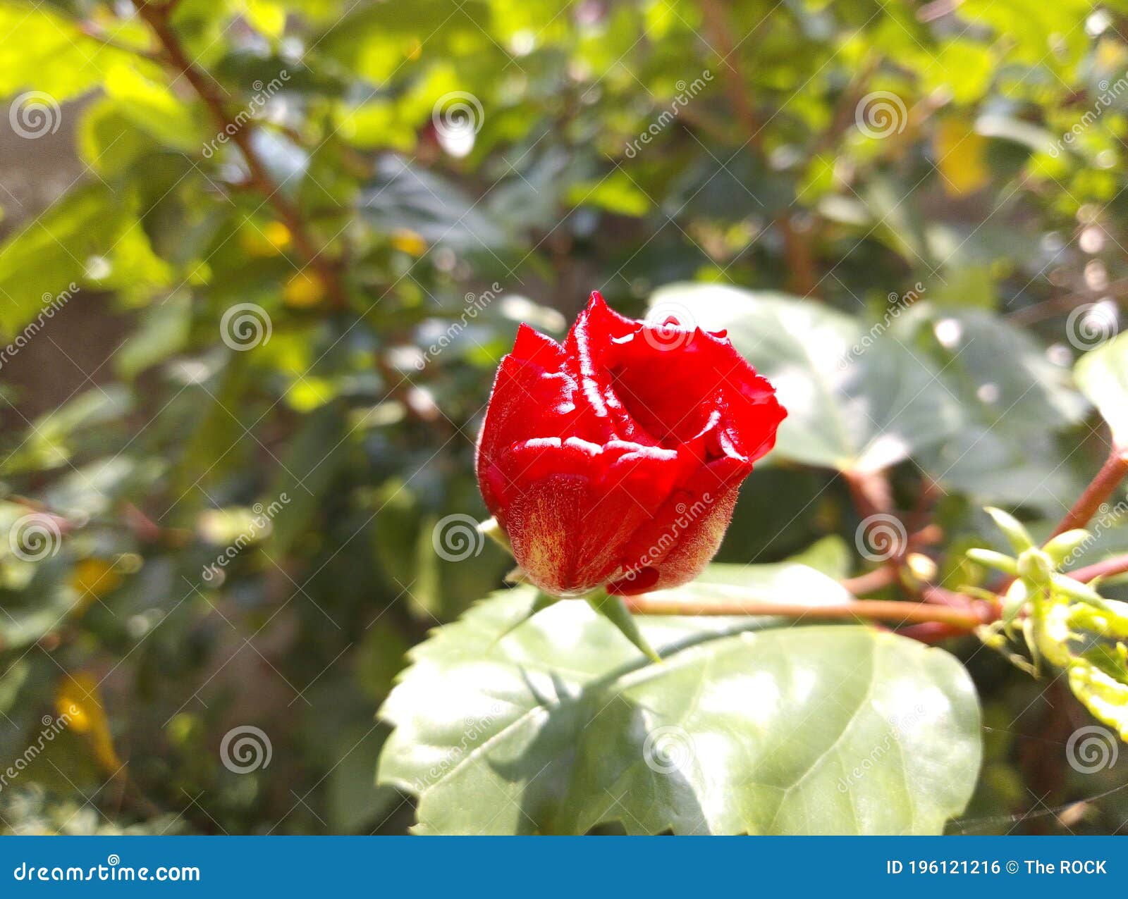 Flower of rose in India stock photo. Image of india - 196121216
