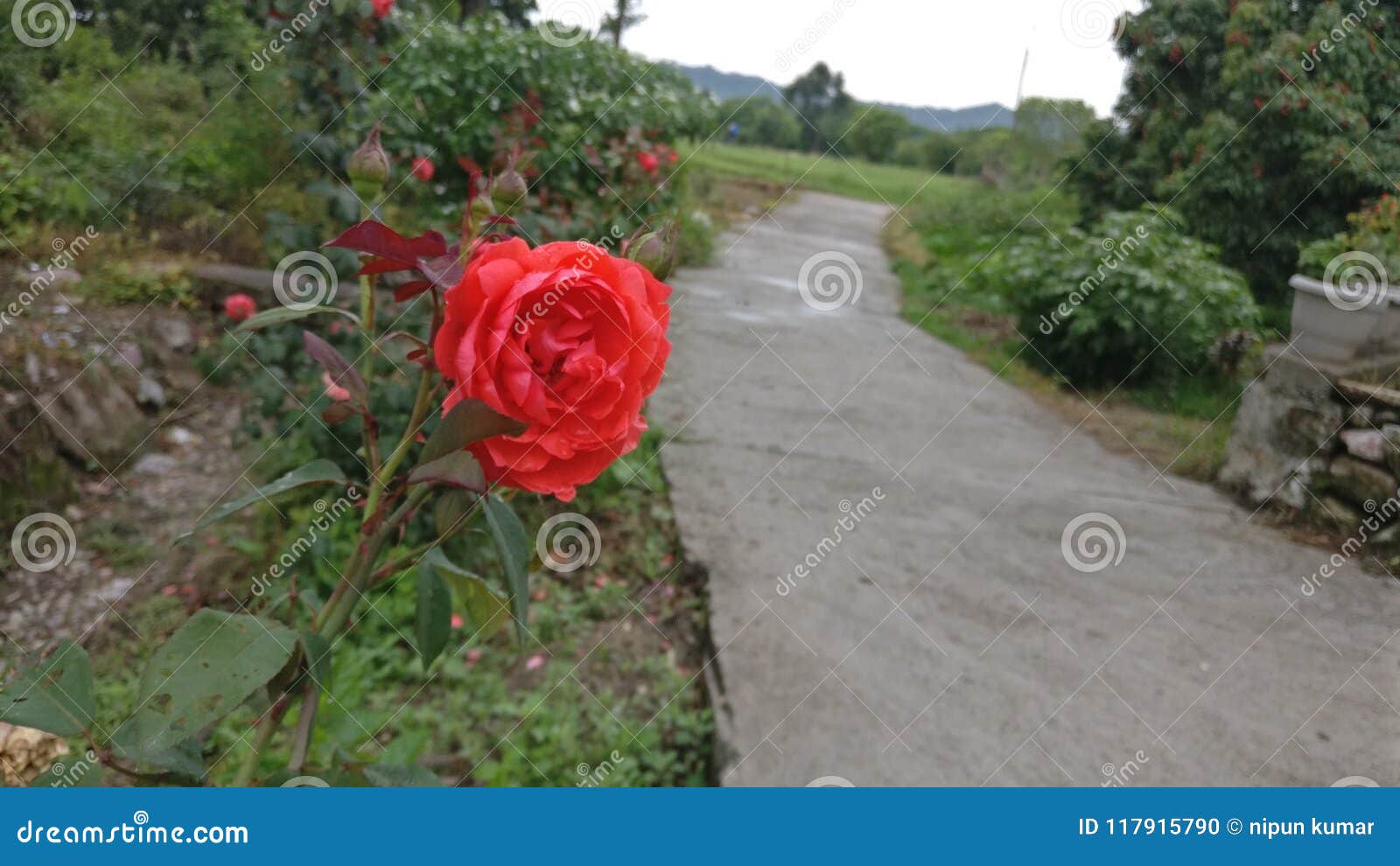 Flower stock photo. Image of leaves, flower, path, rose - 117915790