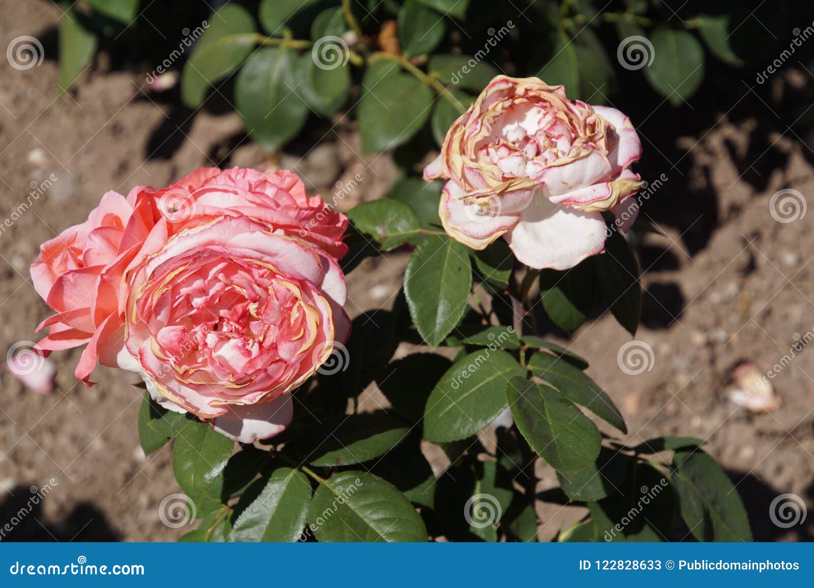 Flower, Rose, Plant, Rose Family Picture. Image: 122828633