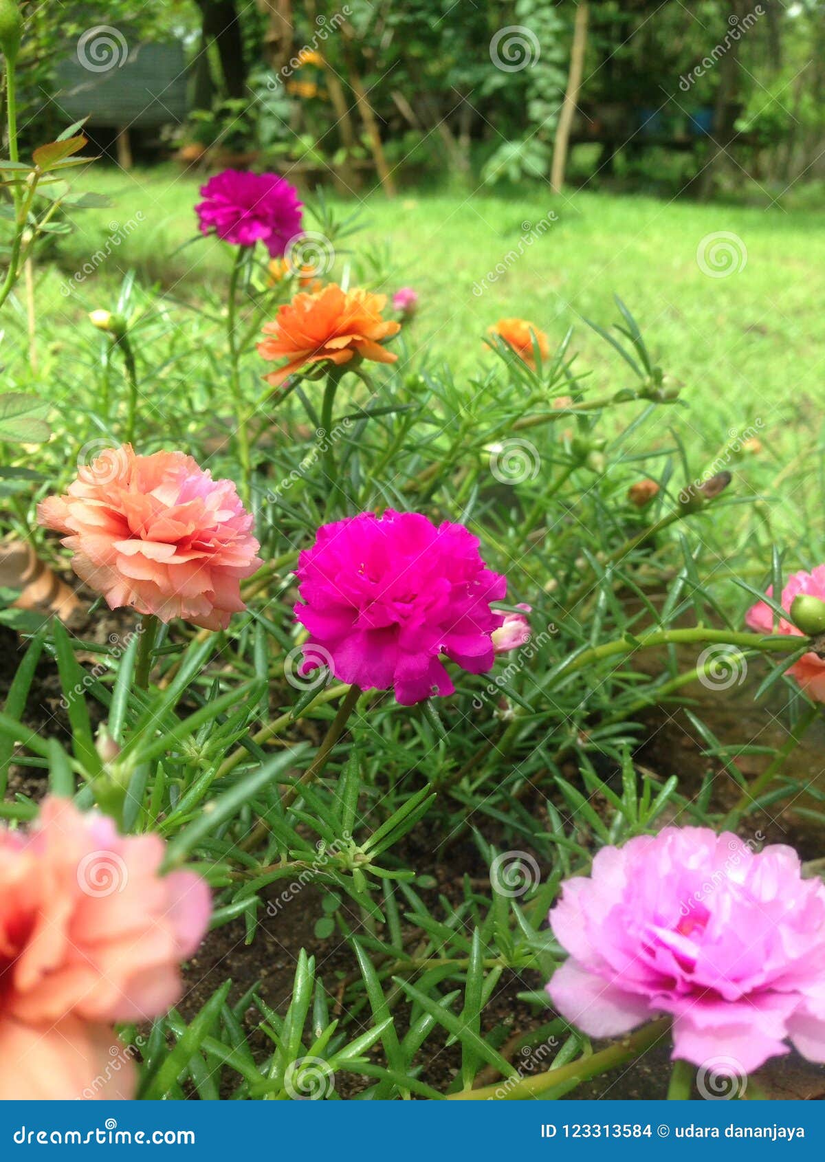 Sl roses stock photo. Image of rose, roses, flower - 123313584