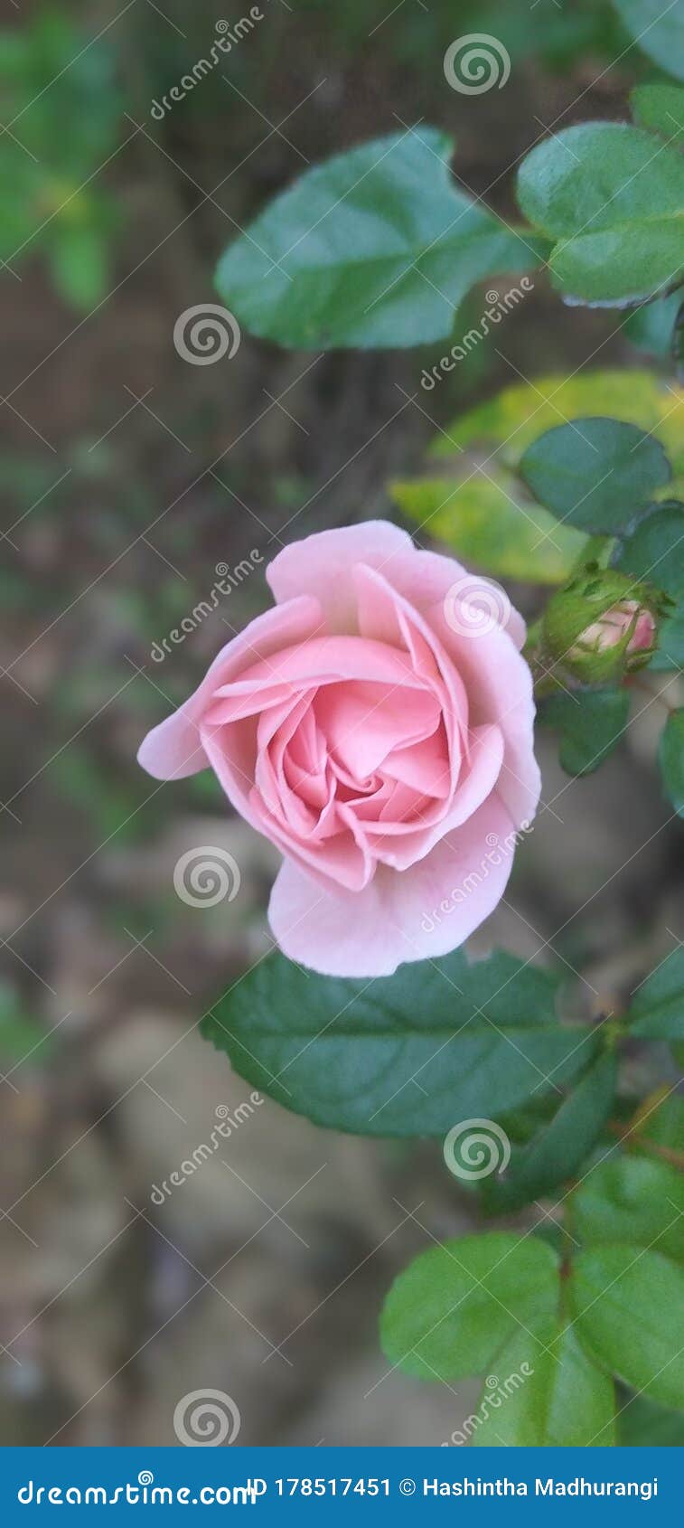 Flower of Rose in Sri Lanka Stock Image - Image of flower, flowers ...