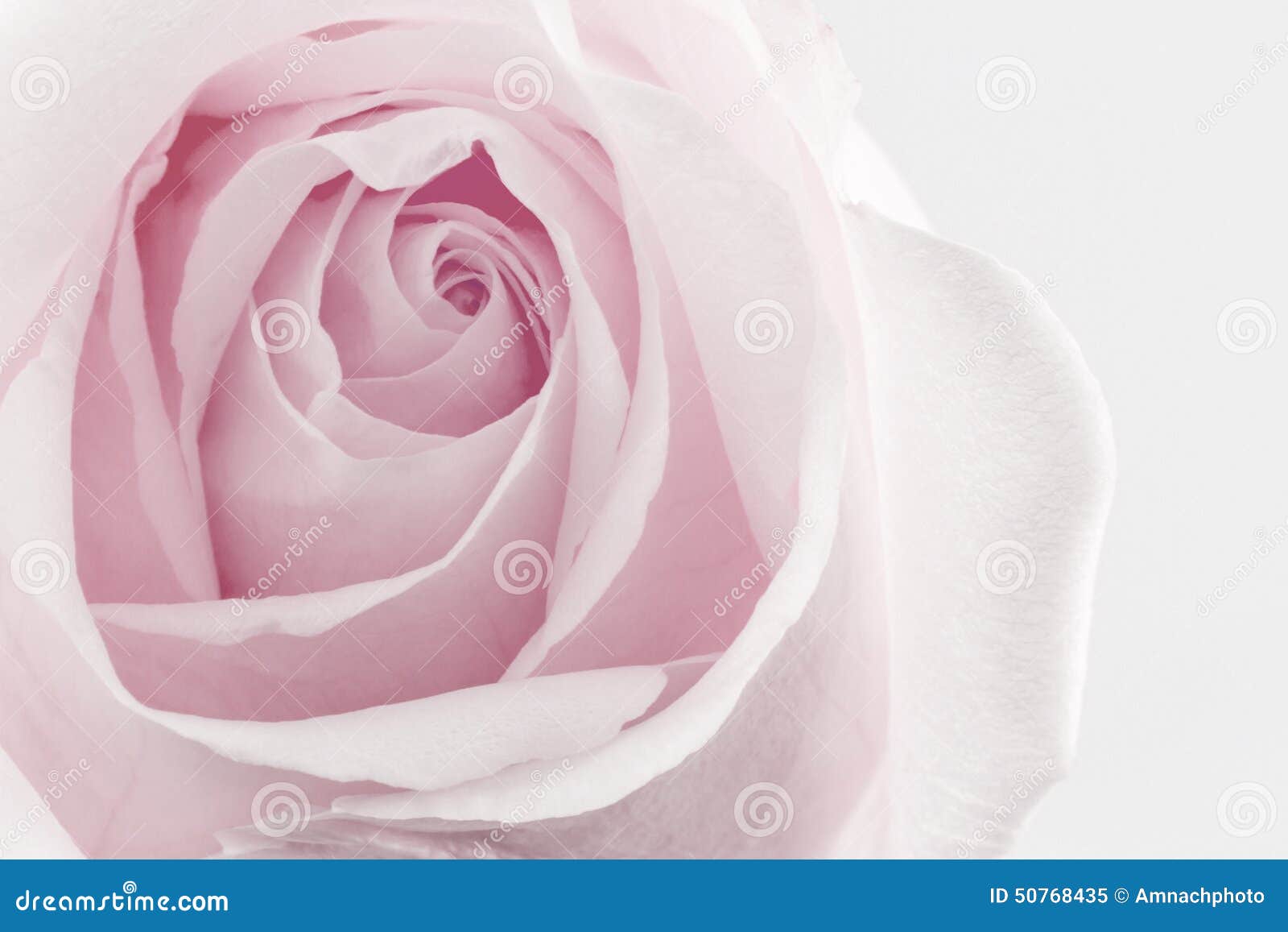 Flower Rose Texture Nature Background. Stock Image - Image of ...