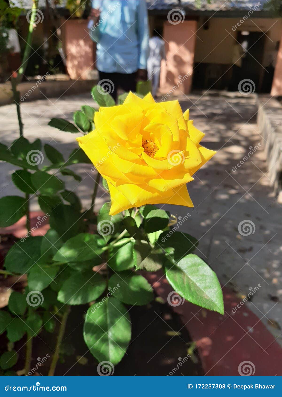 Flower Rose Trees stock photo. Image of rose, trees - 172237308
