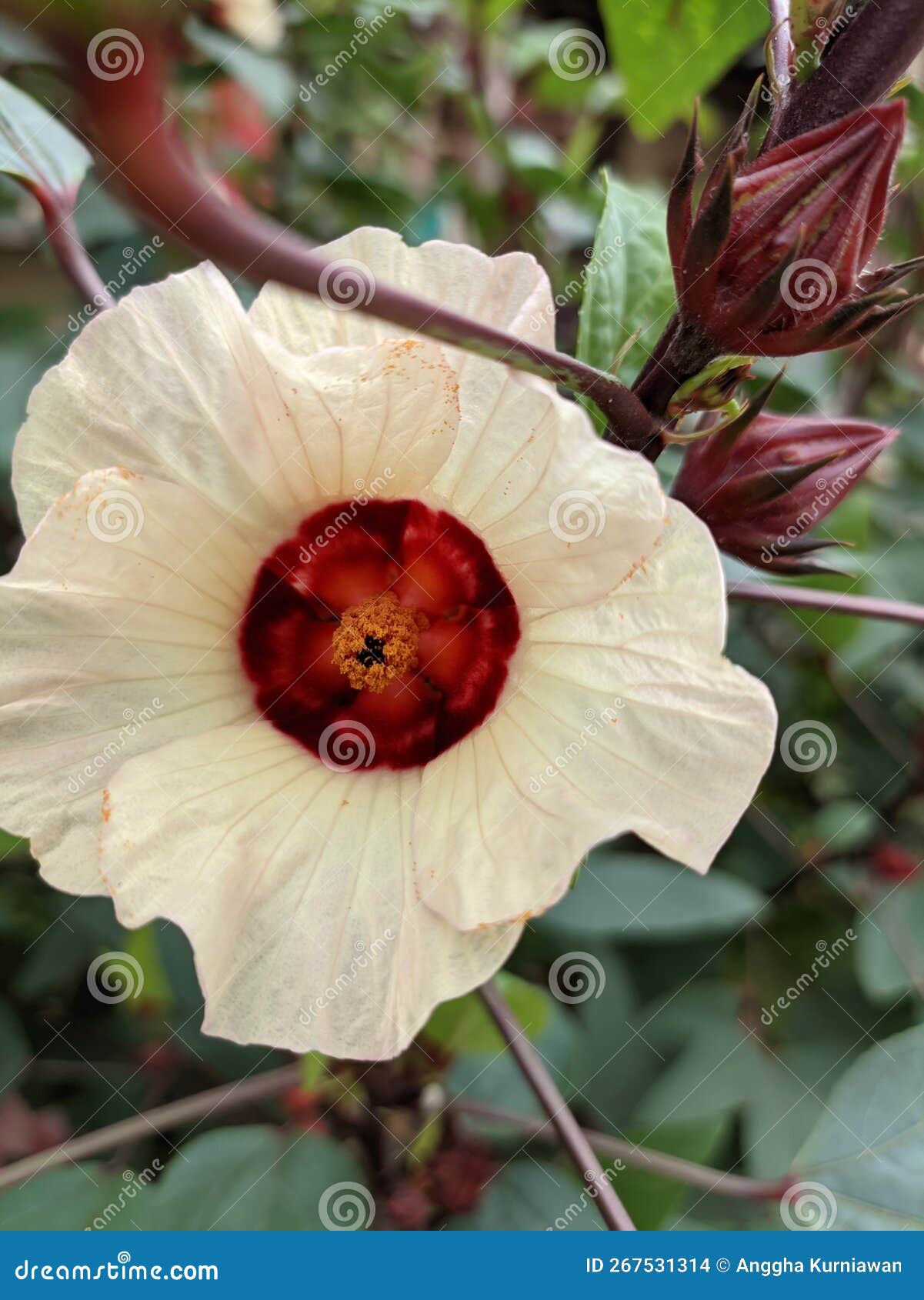 Flower of Rosella stock photo. Image of flower, garden - 267531314