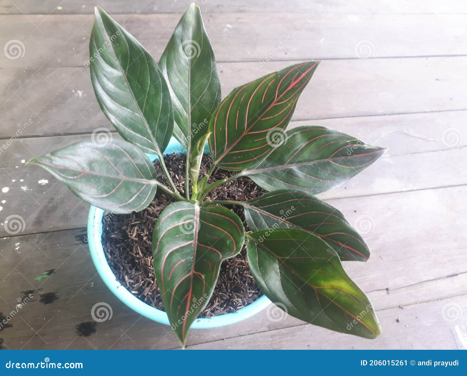 The Flower Rotundum Beutiful Secret Stock Image - Image of rotundum ...