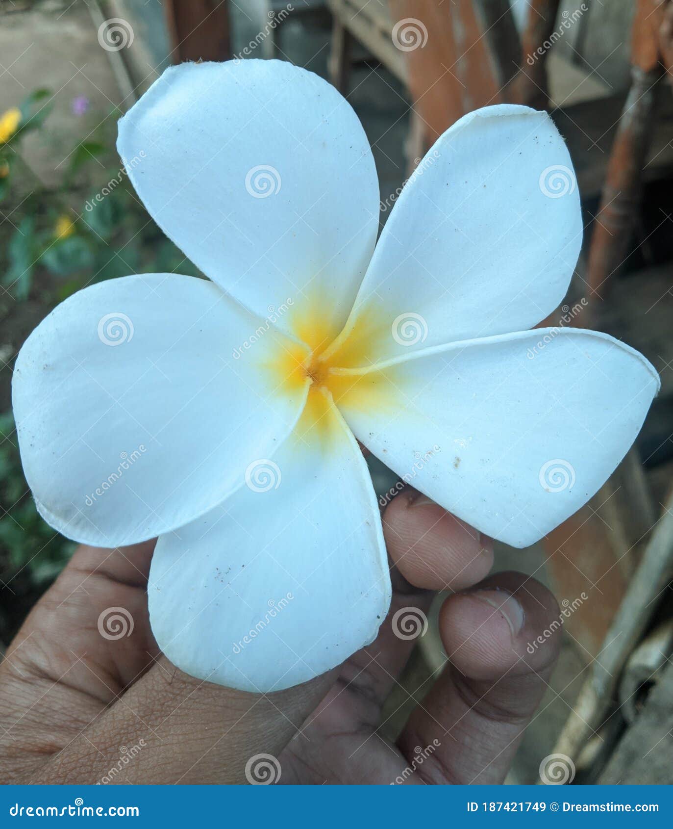Flower by the rough hand stock image. Image of five - 187421749