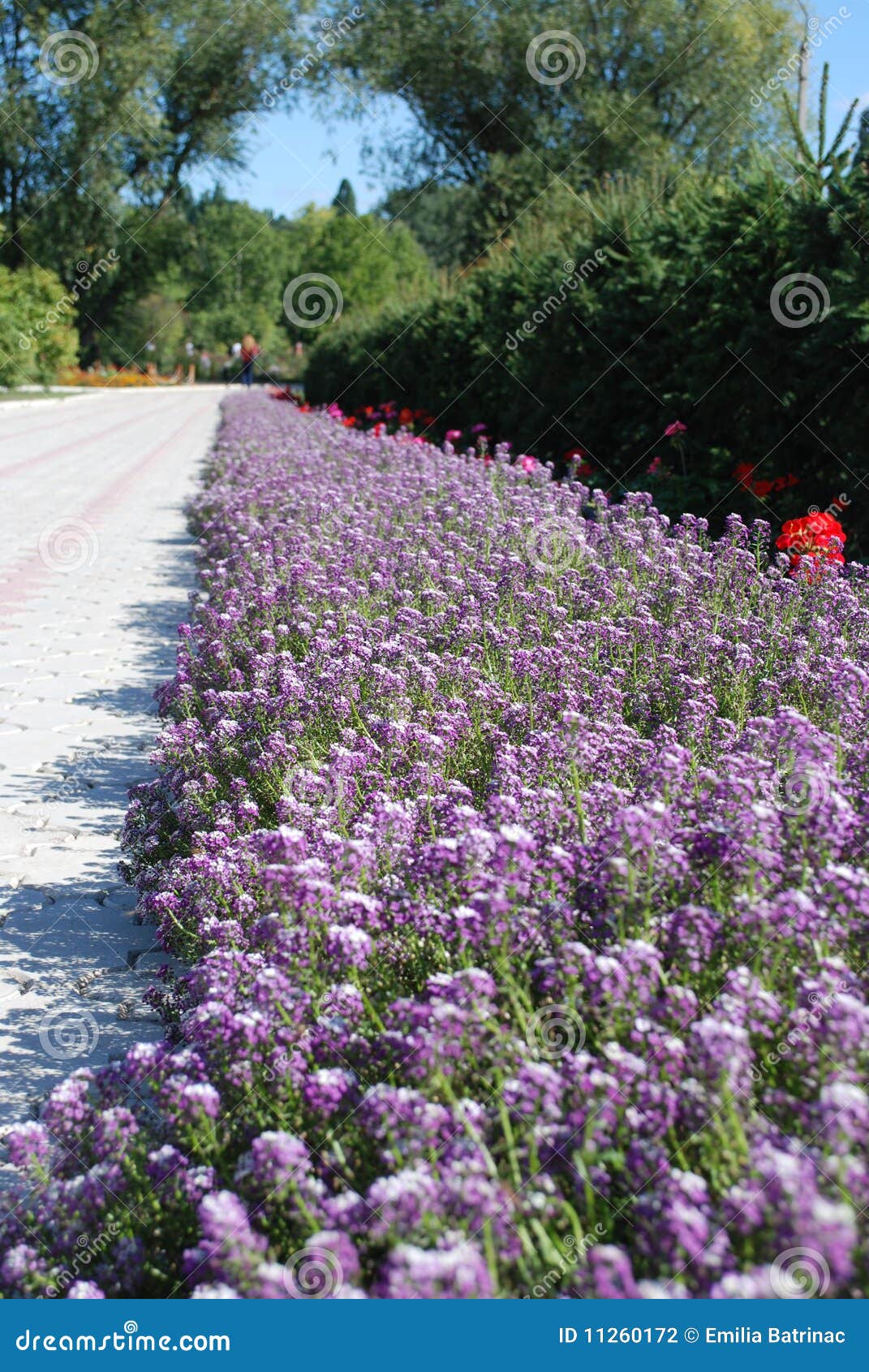 Flower row stock photo. Image of grass, petal, light - 11260172