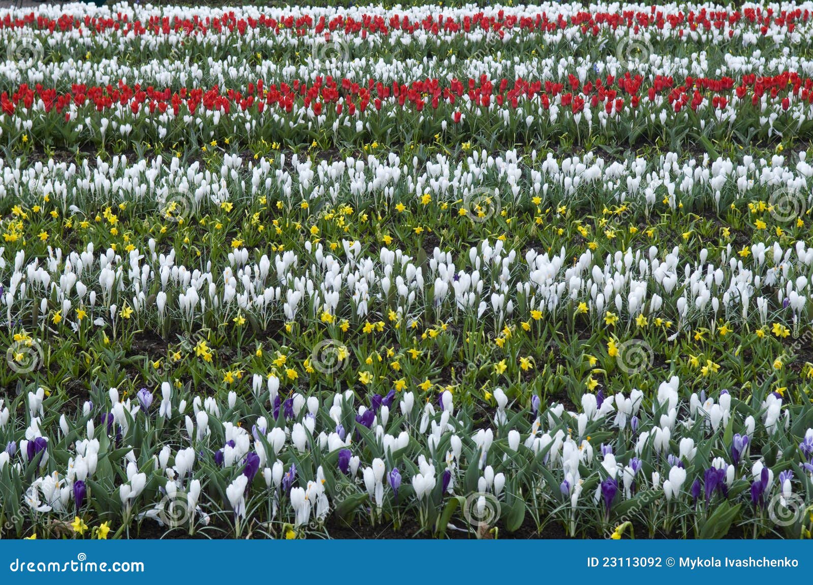 Flower rows stock photo. Image of landscape, gardens - 23113092