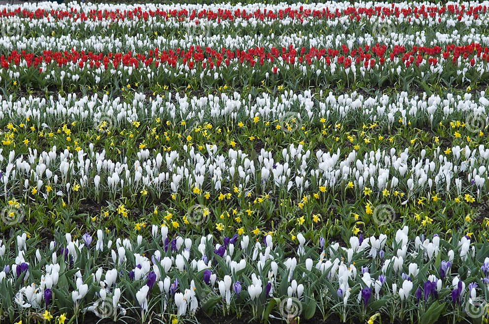 Flower rows stock photo. Image of landscape, gardens - 23113092