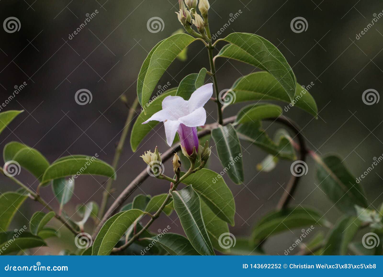 Flower of a Rubber Vine, Cryptostegia Grandiflora Stock Photo - Image ...