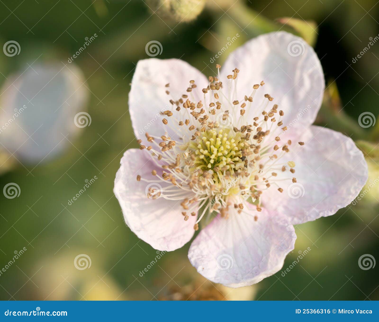 Flower of the rubus plant stock photo. Image of flower - 25366316