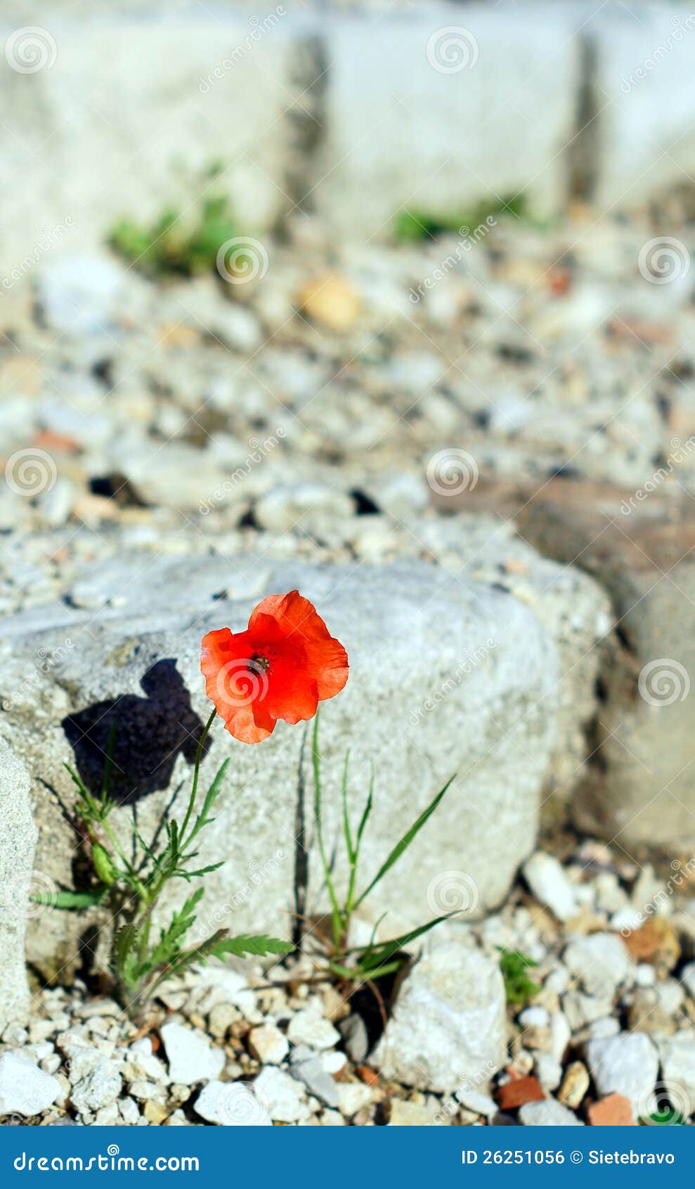 A Flower among the Ruins stock photo. Image of 17th, cultural - 26251056