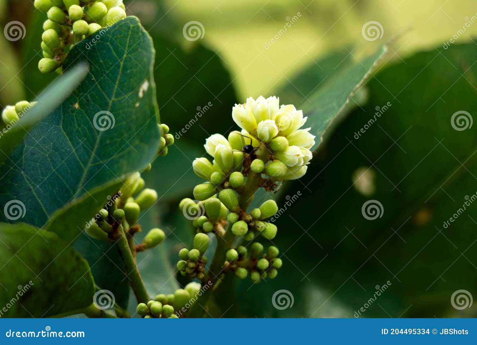 Flower of Rum Berry or Ash Sheora Plant Stock Photo - Image of plants ...