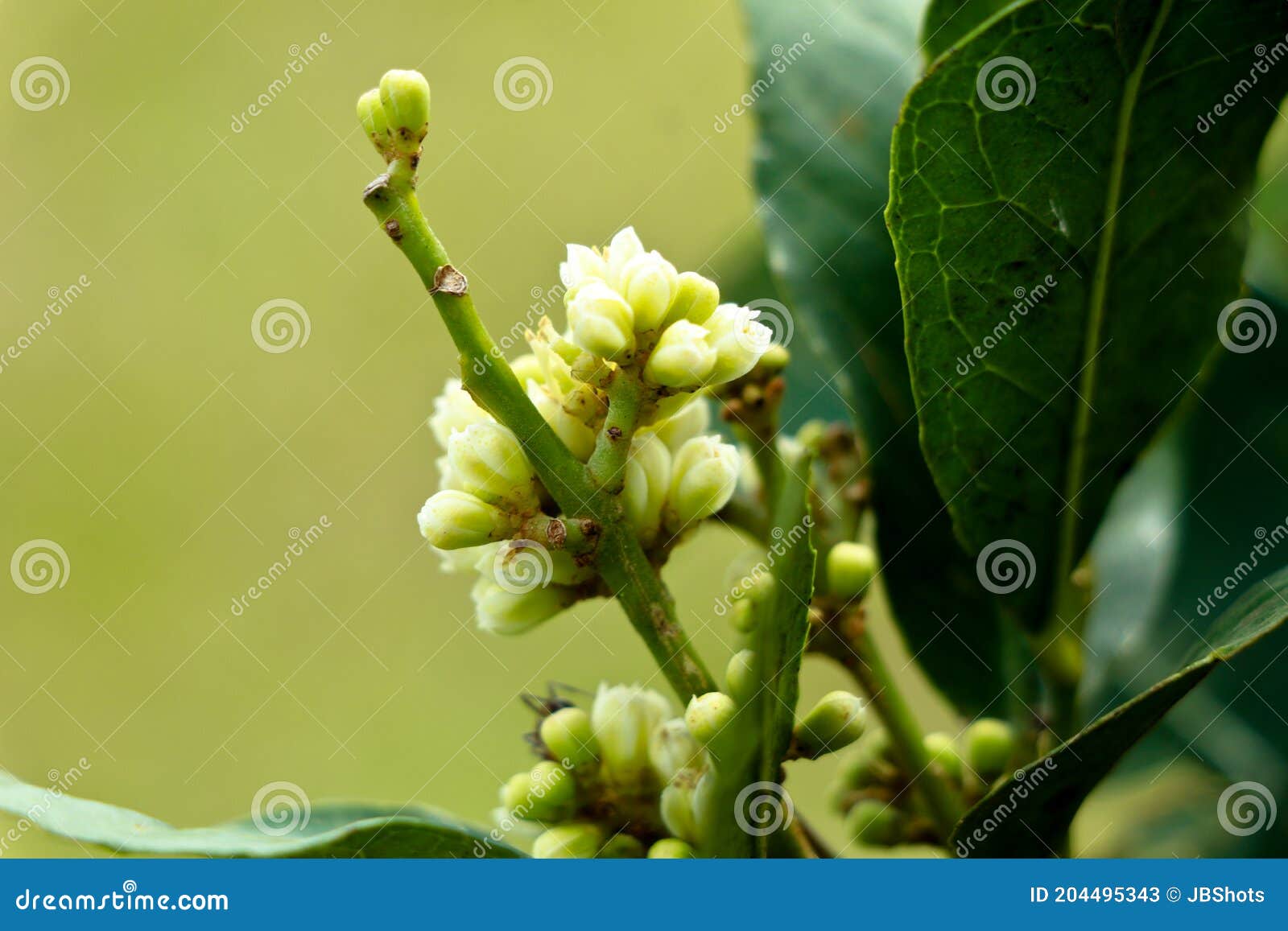 Sheora Plant Stock Photos - Free & Royalty-Free Stock Photos from ...