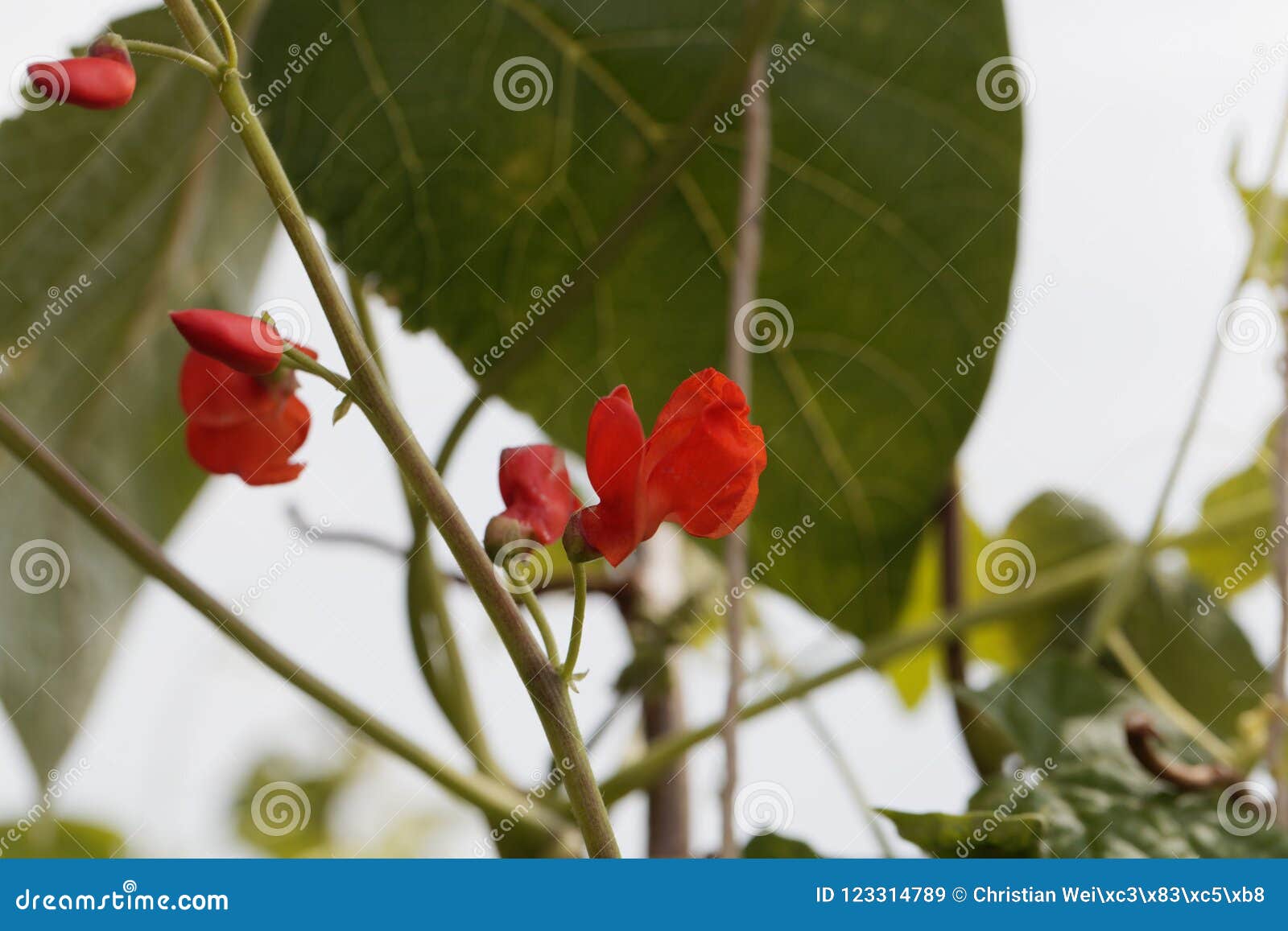 Flower of a Runners Bean Phaseolus Coccineus Stock Image - Image of ...