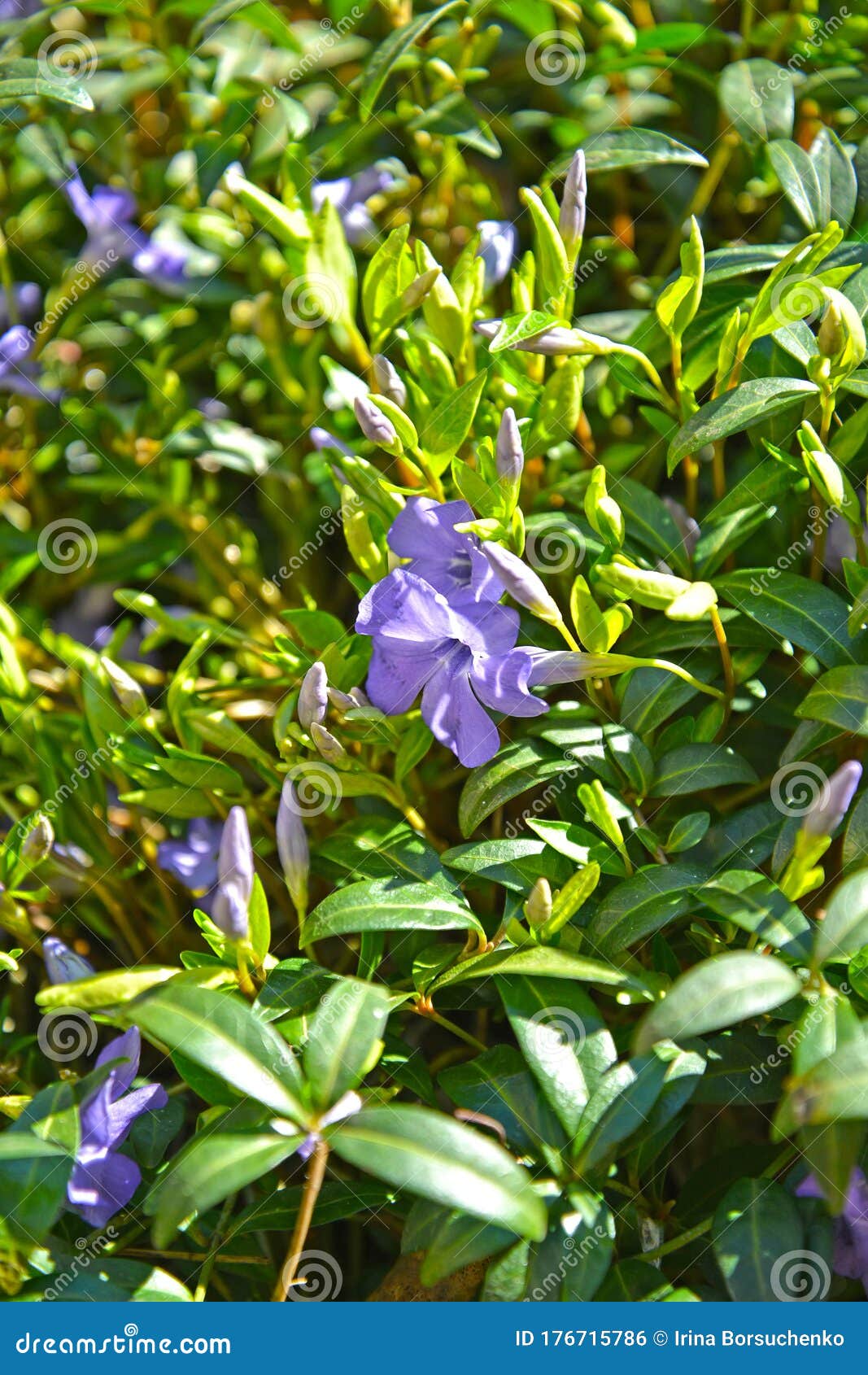 The Flower of the Running Myrtle Vinca Minor L Stock Photo - Image of ...