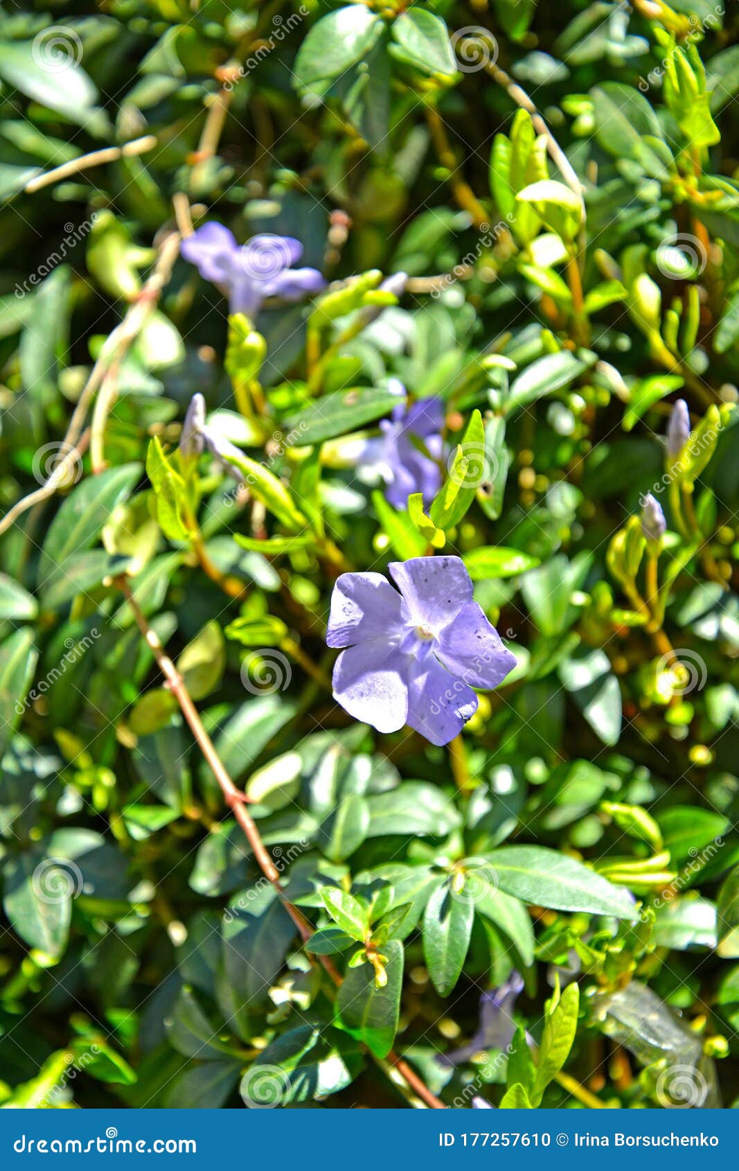 The Flower of the Running Myrtle Vinca Minor L Stock Photo - Image of ...
