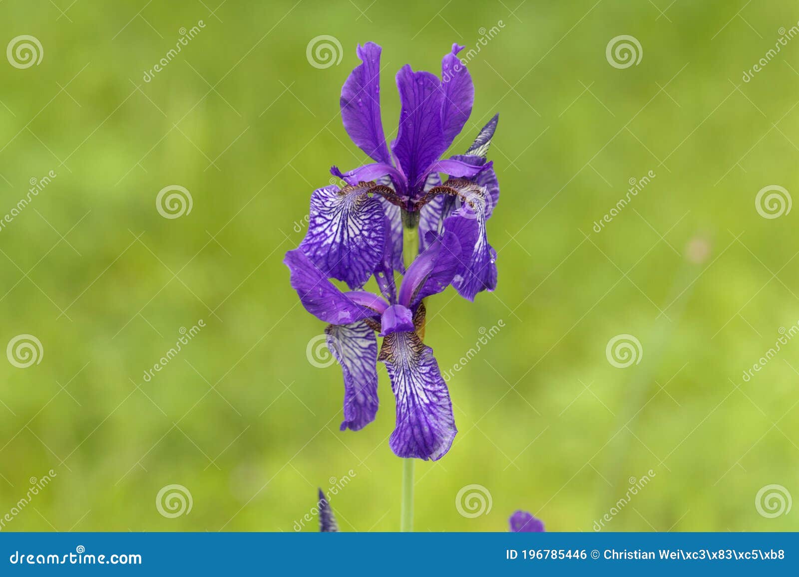 Flower of a Russian Iris, Iris Ruthenica Stock Photo - Image of ...