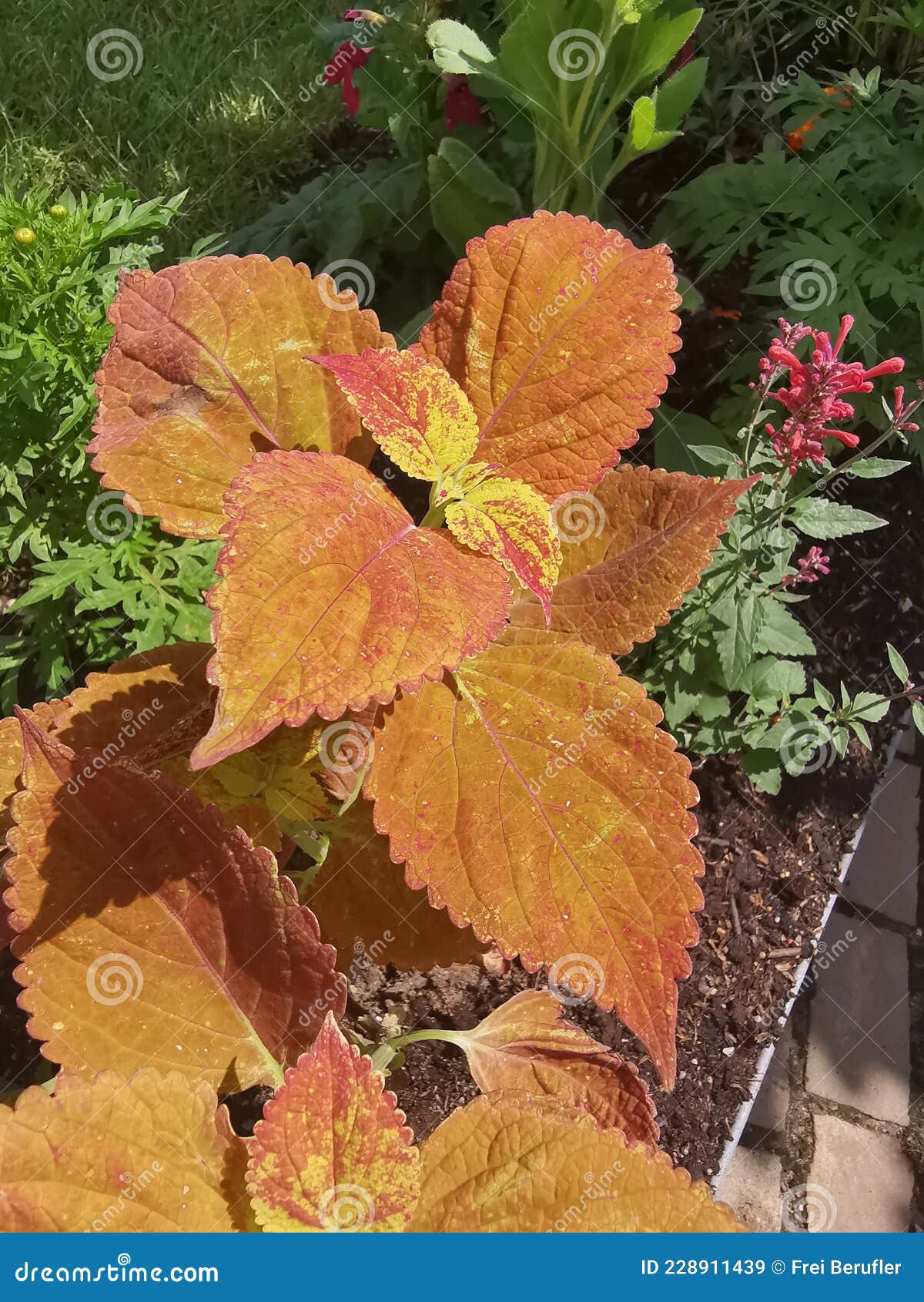 Flower with Rust Colored Scrolling Stock Image - Image of foliage, tree ...