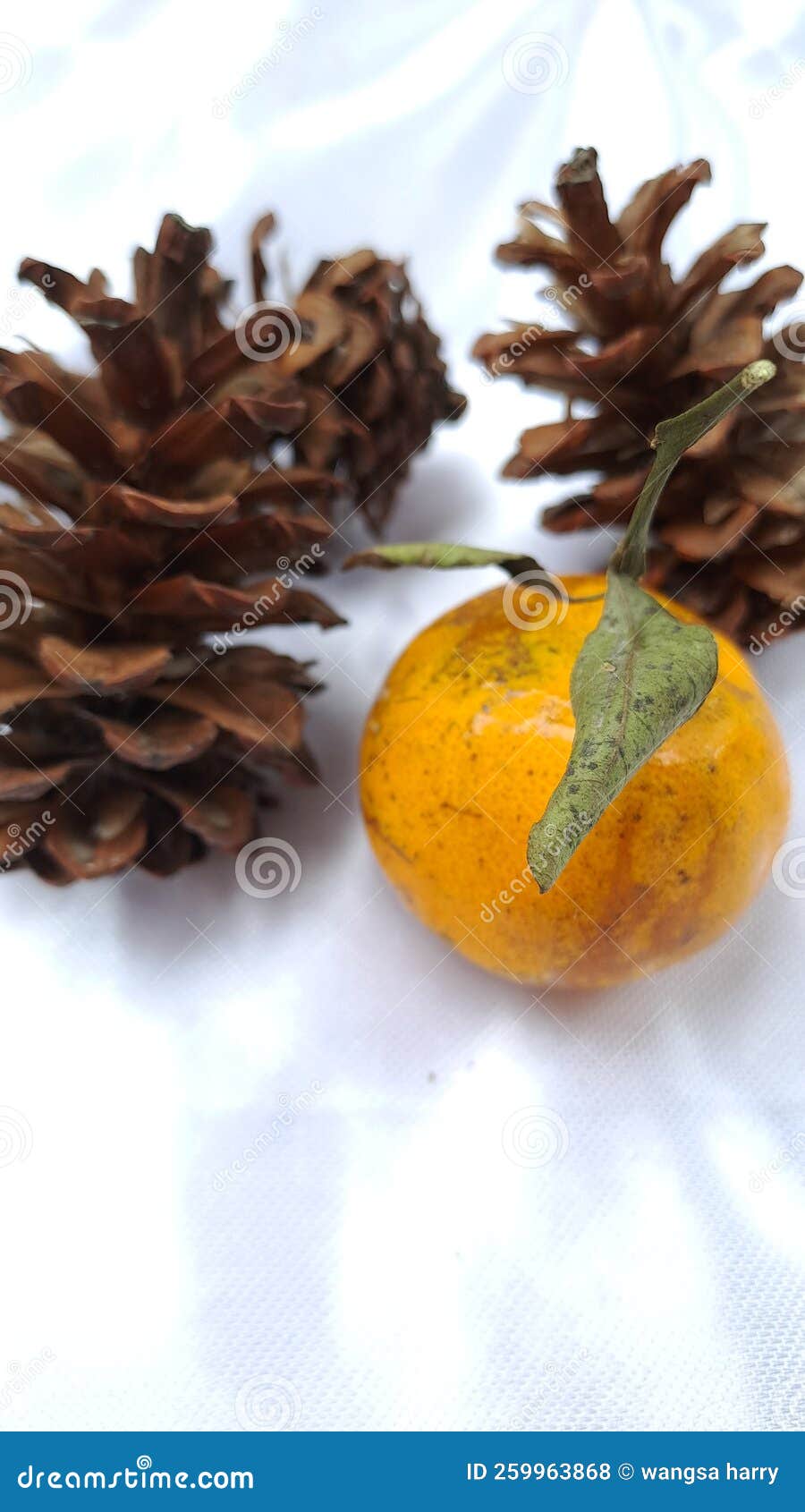 Flower Rustic orange stock photo. Image of flower, leaf - 259963868