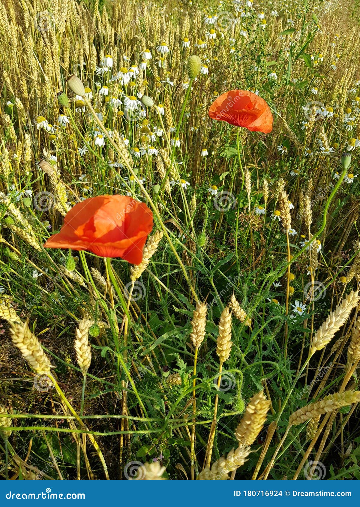 Flower rye stock photo. Image of wildflower, leaf, lawn - 180716924