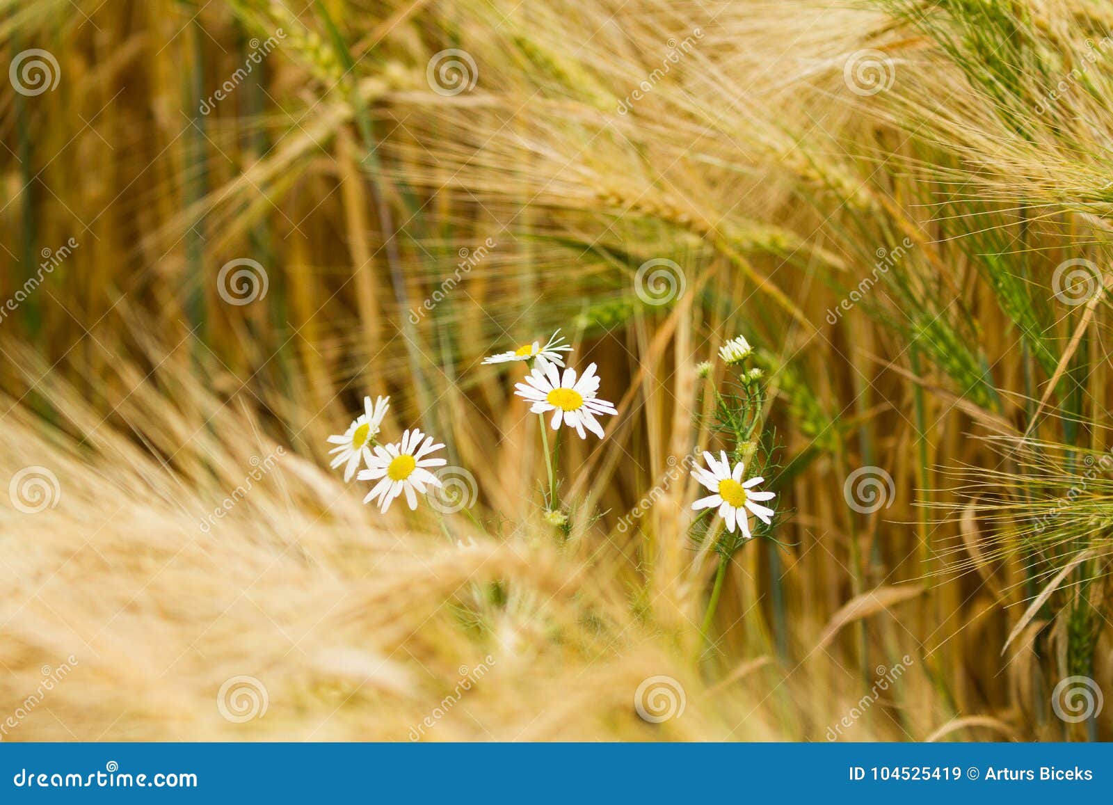 Flower in rye stock image. Image of season, hiding, nature - 104525419