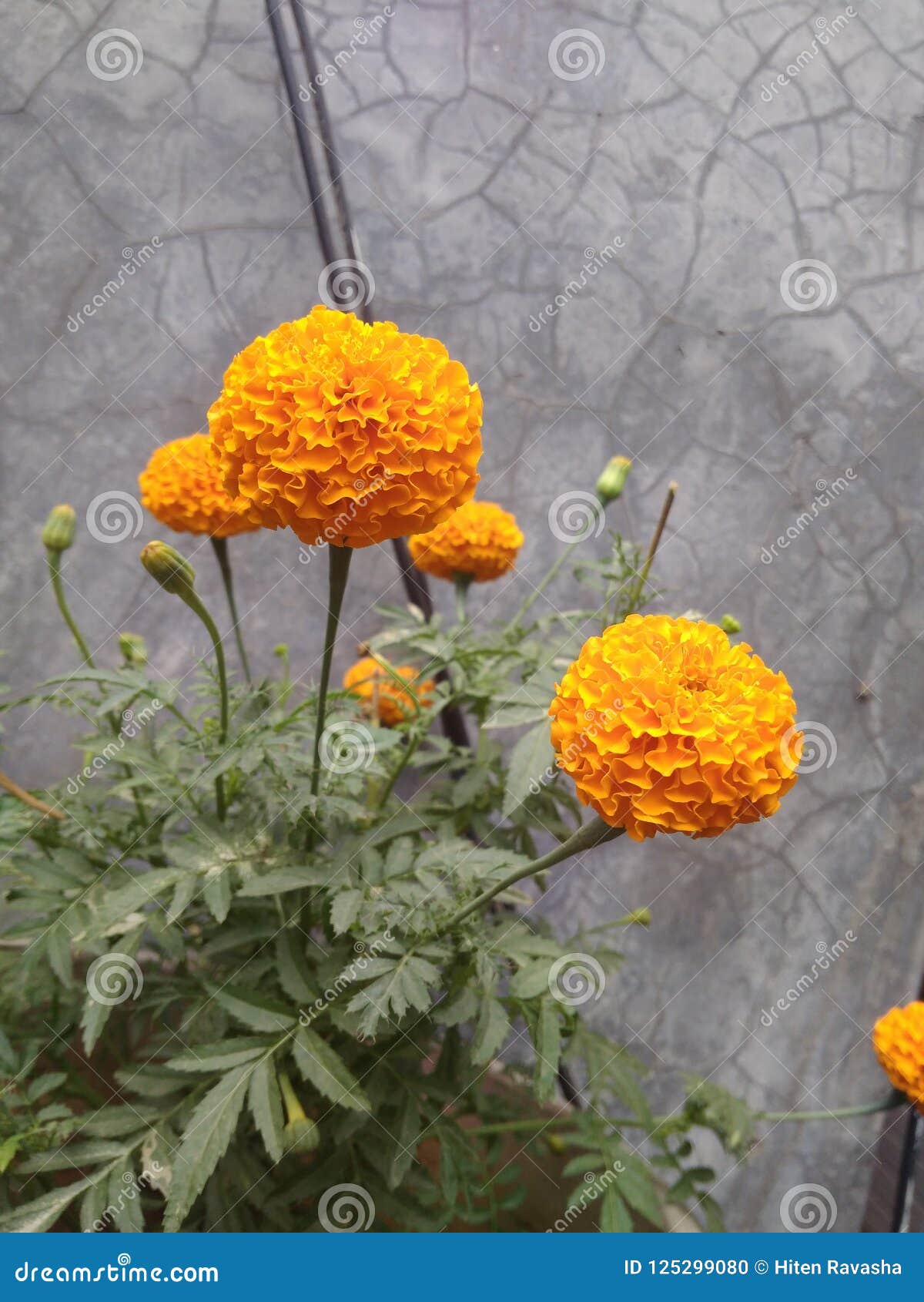 Flower stock photo. Image of gainda, prayers, flower - 125299080
