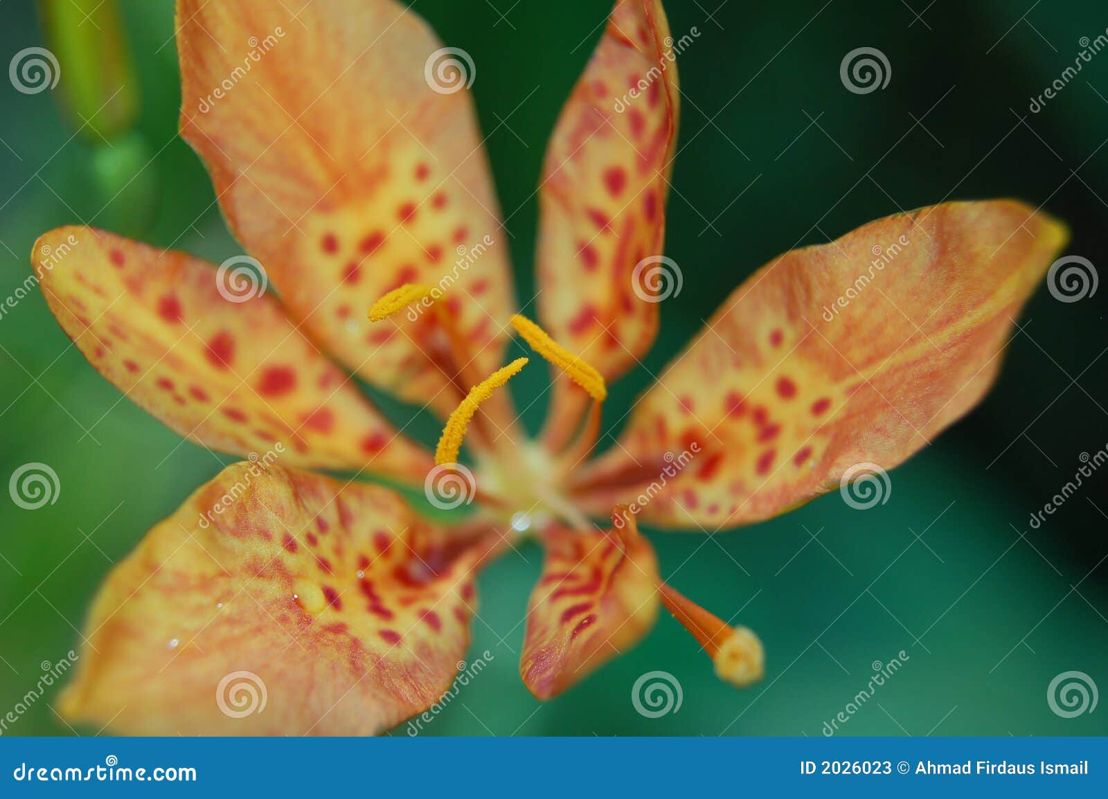 Flower s Stigma stock image. Image of blossom, flowers - 2026023