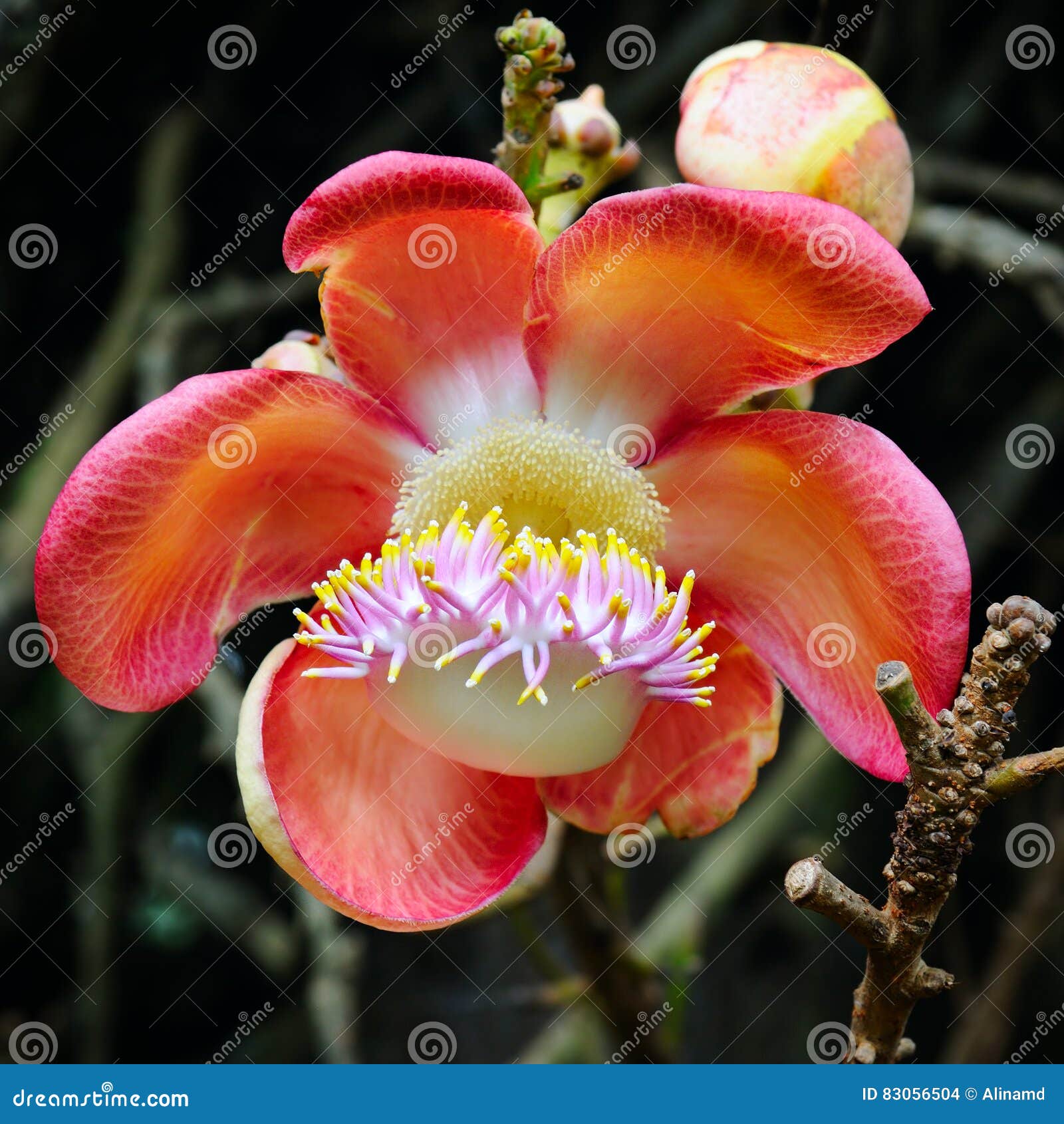 Flower of the Sacred Bo Tree. Shallow Depth of Field Stock Photo ...