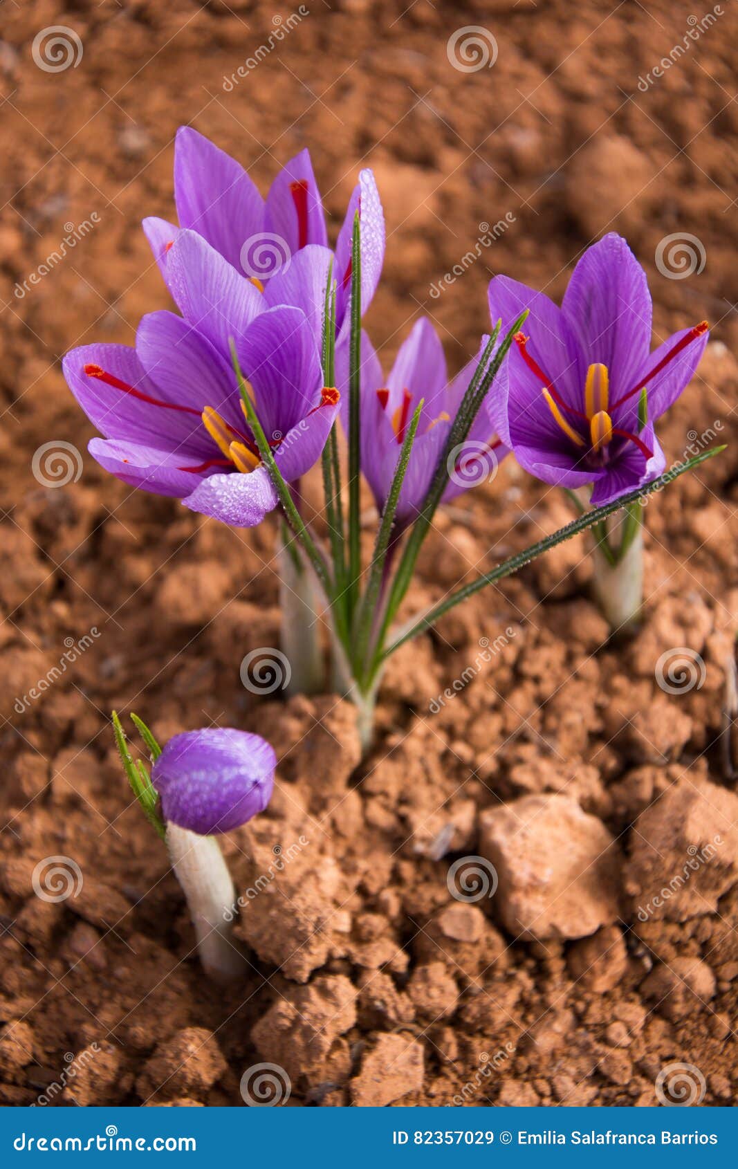Flower of the saffron stock image. Image of purple, earth - 82357029