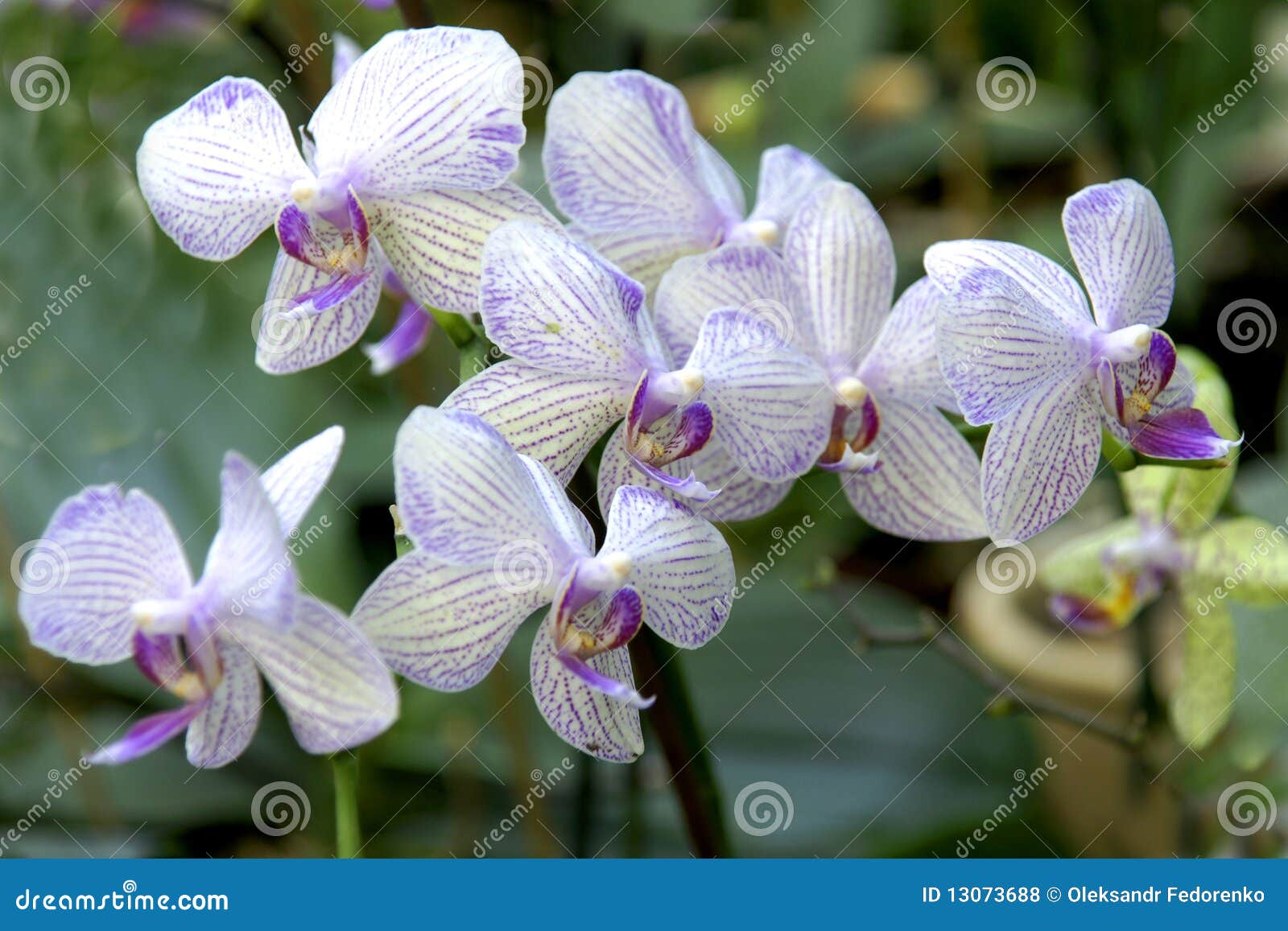 Flower sailing vessels stock photo. Image of floral, beautifully - 13073688