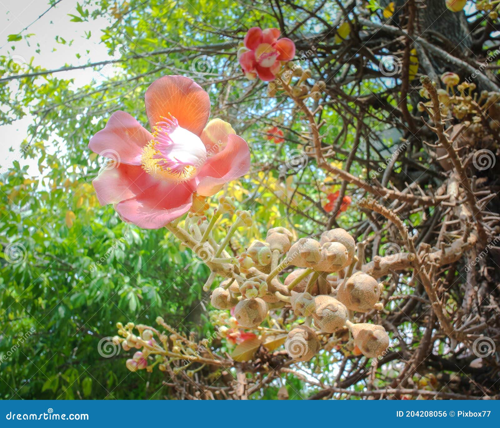 Flower of Sal Tree Blossom, Close Up Shot Stock Photo - Image of fruit ...