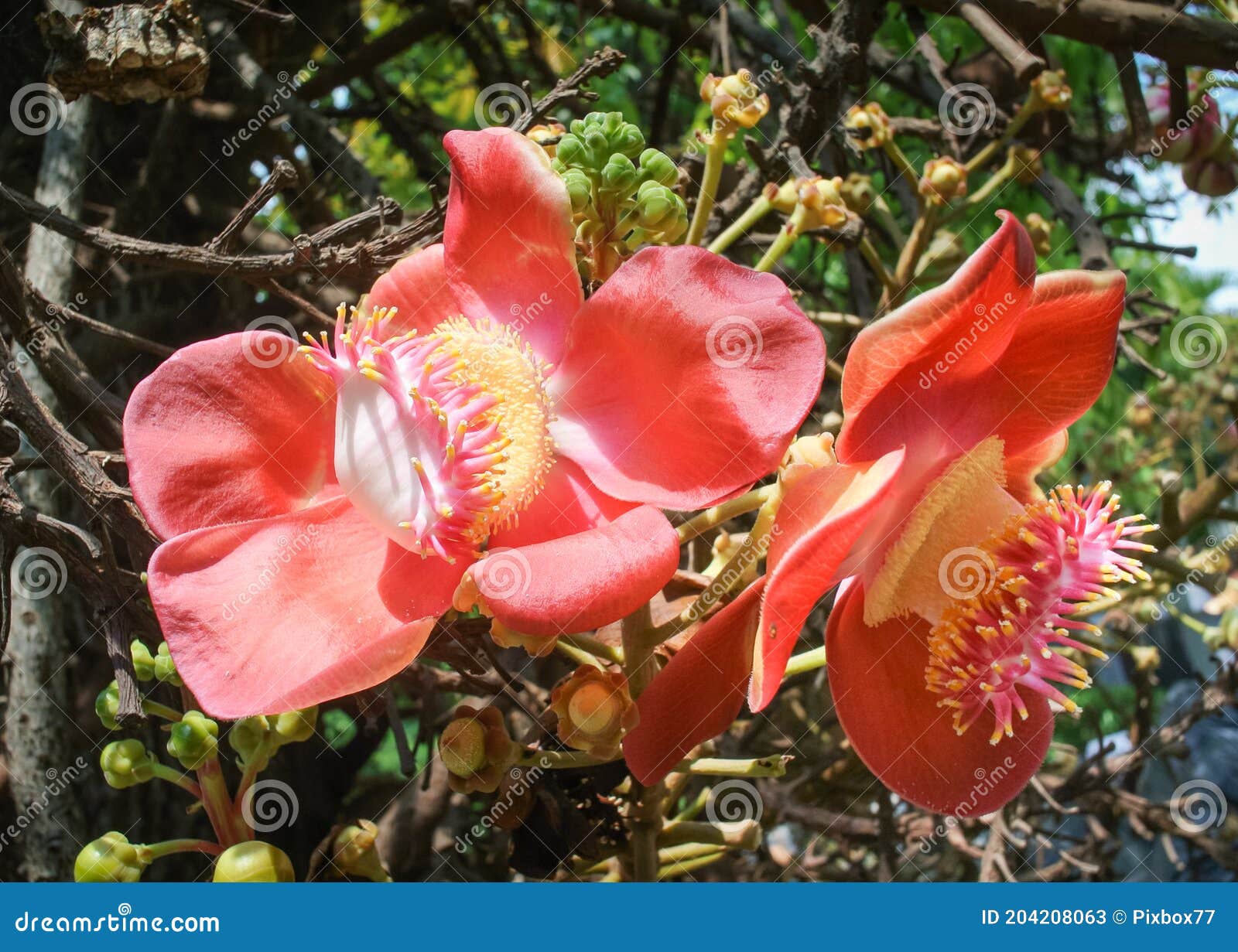Flower of Sal Tree Blossom, Close Up Shot Stock Image - Image of asia ...