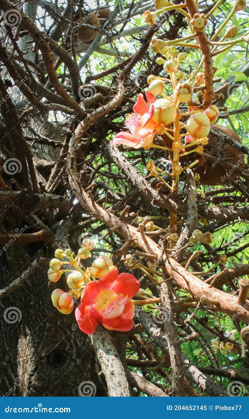 Flower of Sal Tree Blossom, Close Up Shot Stock Image - Image of fresh ...