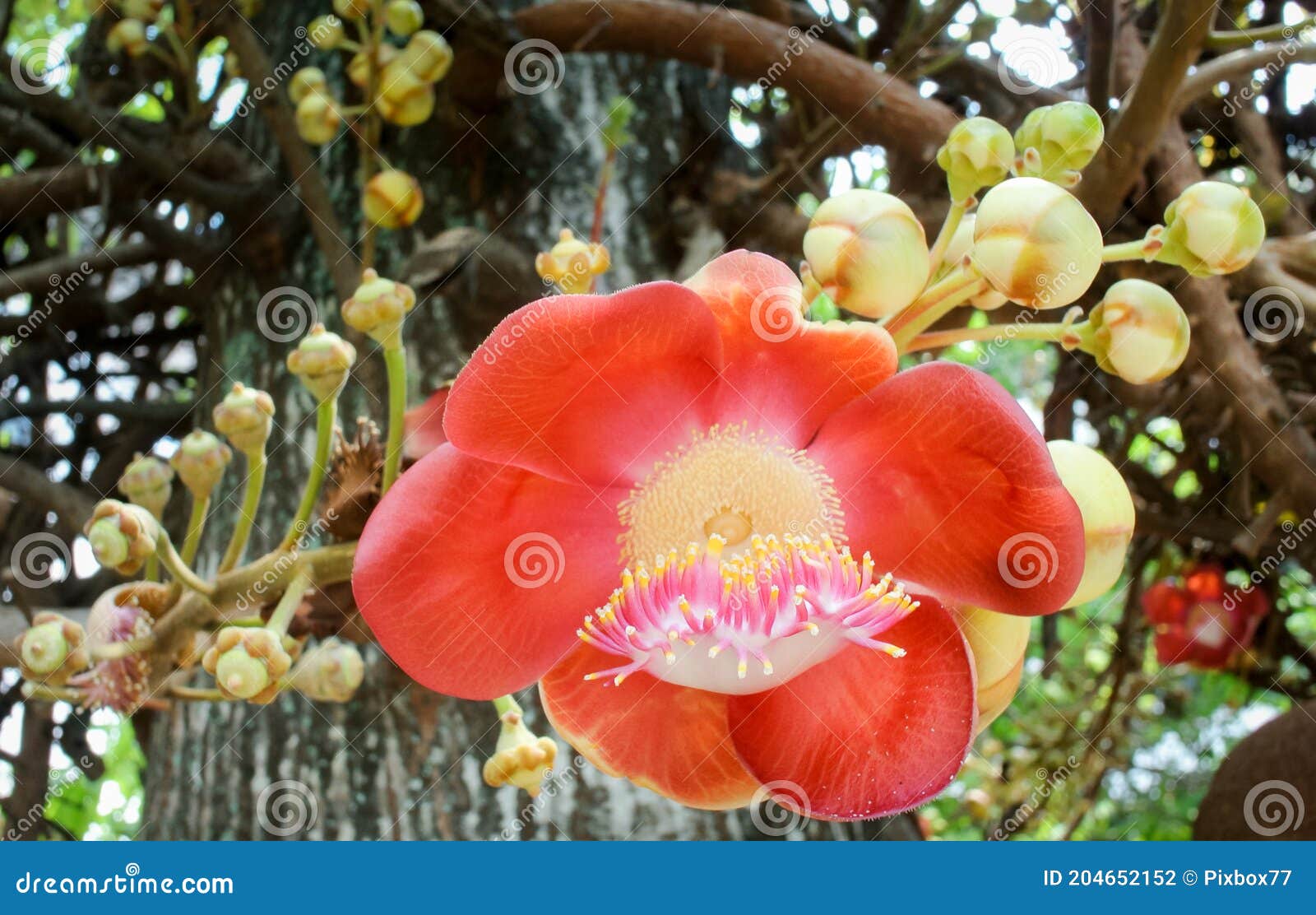Flower of Sal Tree Blossom, Close Up Shot Stock Photo - Image of nature ...