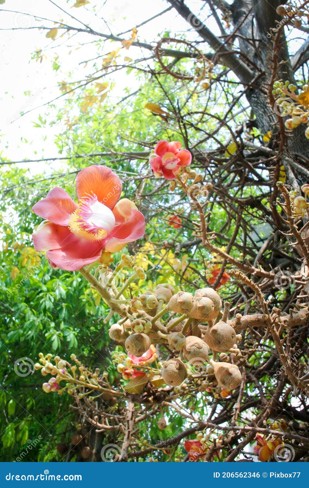 Flower of Sal Tree Blossom, Close Up Shot Stock Photo - Image of fresh ...