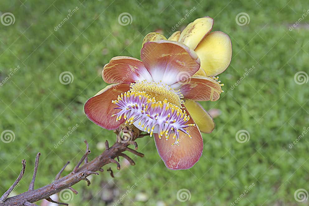 Flower of Sal tree stock photo. Image of pattern, color - 44783270