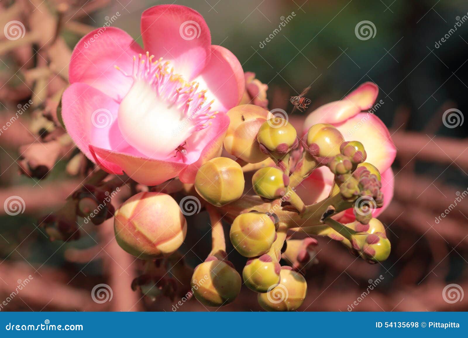 Flower of Sal Tree stock photo. Image of beautiful, buddhism - 54135698