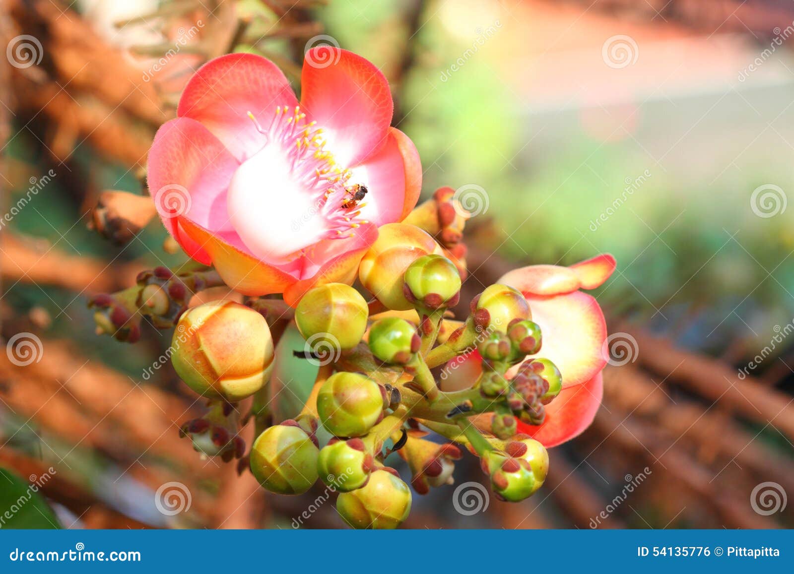 Flower of Sal Tree stock photo. Image of forest, perennial - 54135776