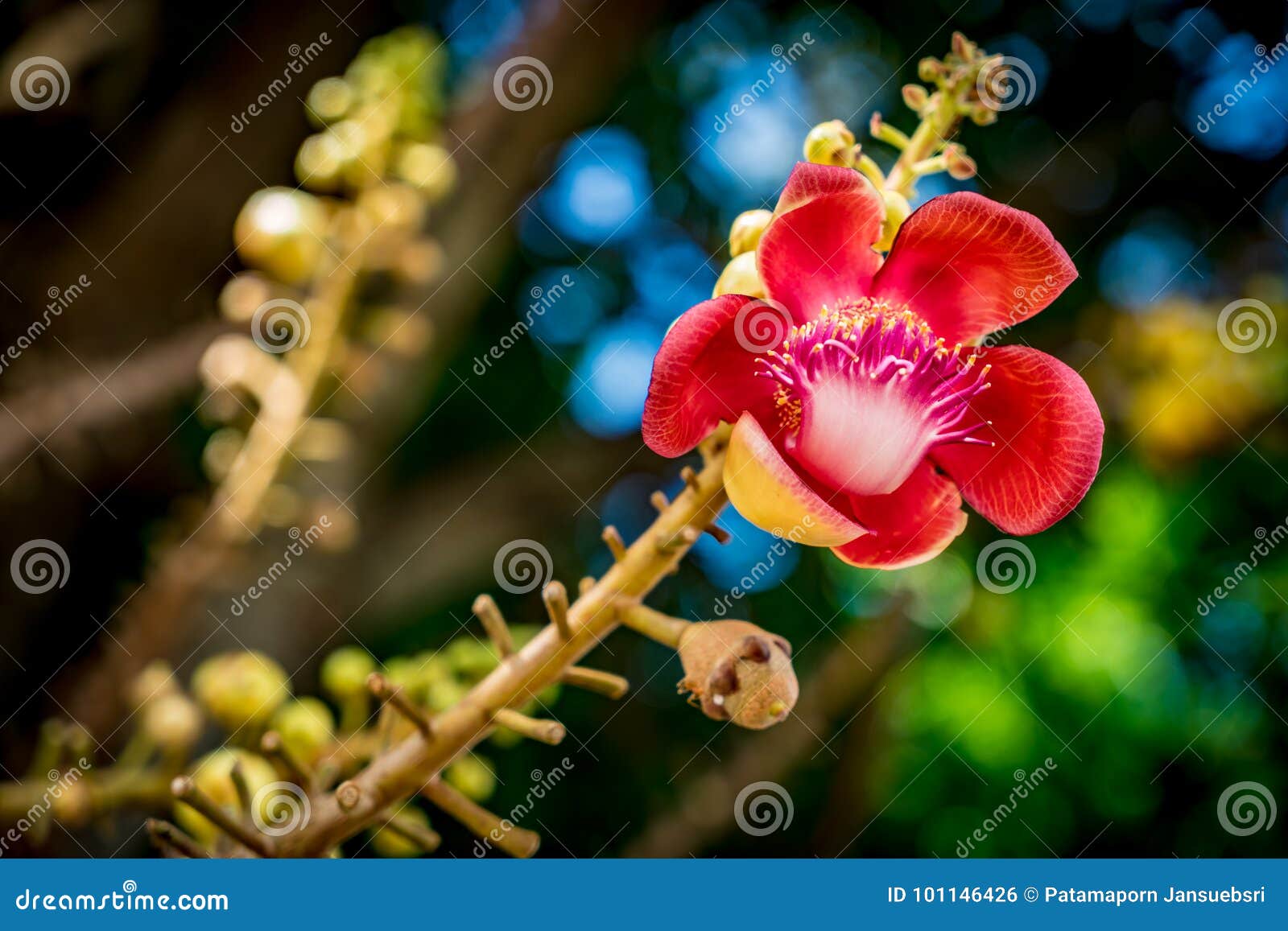 Flower of sala tree stock photo. Image of sala, flower - 101146426