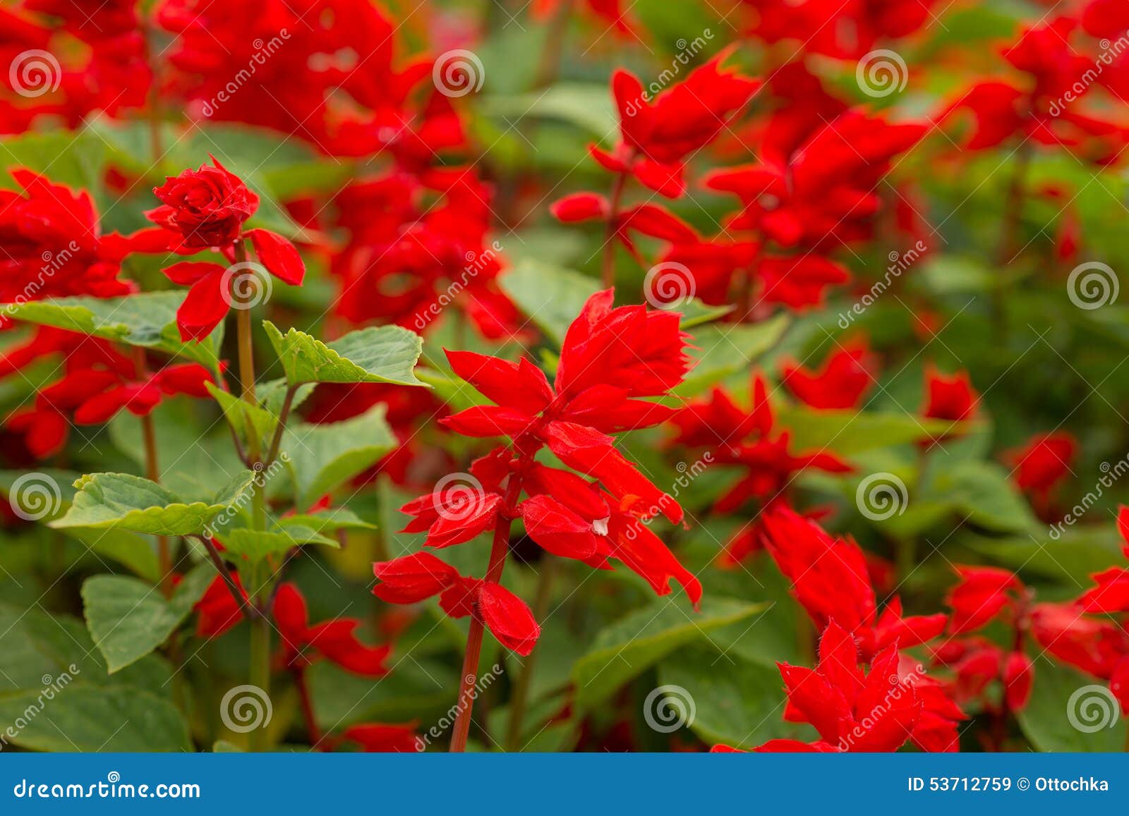 Salvia Splendens, Scarlet Sage, Tropical Sage Royalty-Free Stock Photo ...