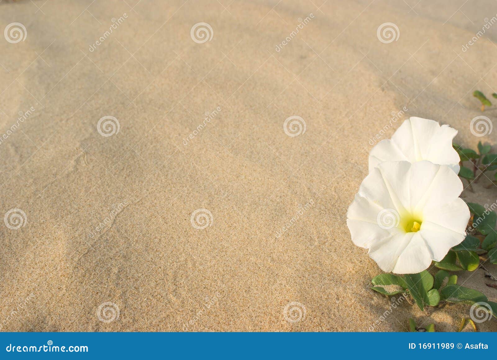 Flower in the Sand stock image. Image of landscape, flower - 16911989