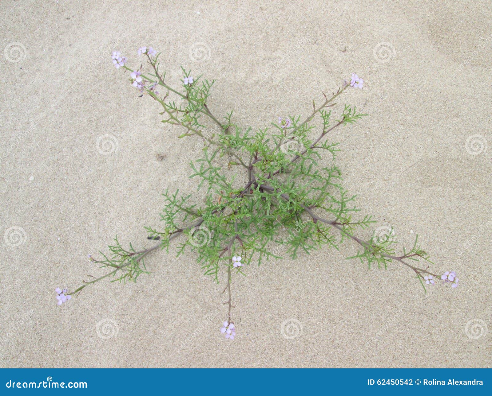 A flower in sands stock photo. Image of nature, sunny - 62450542